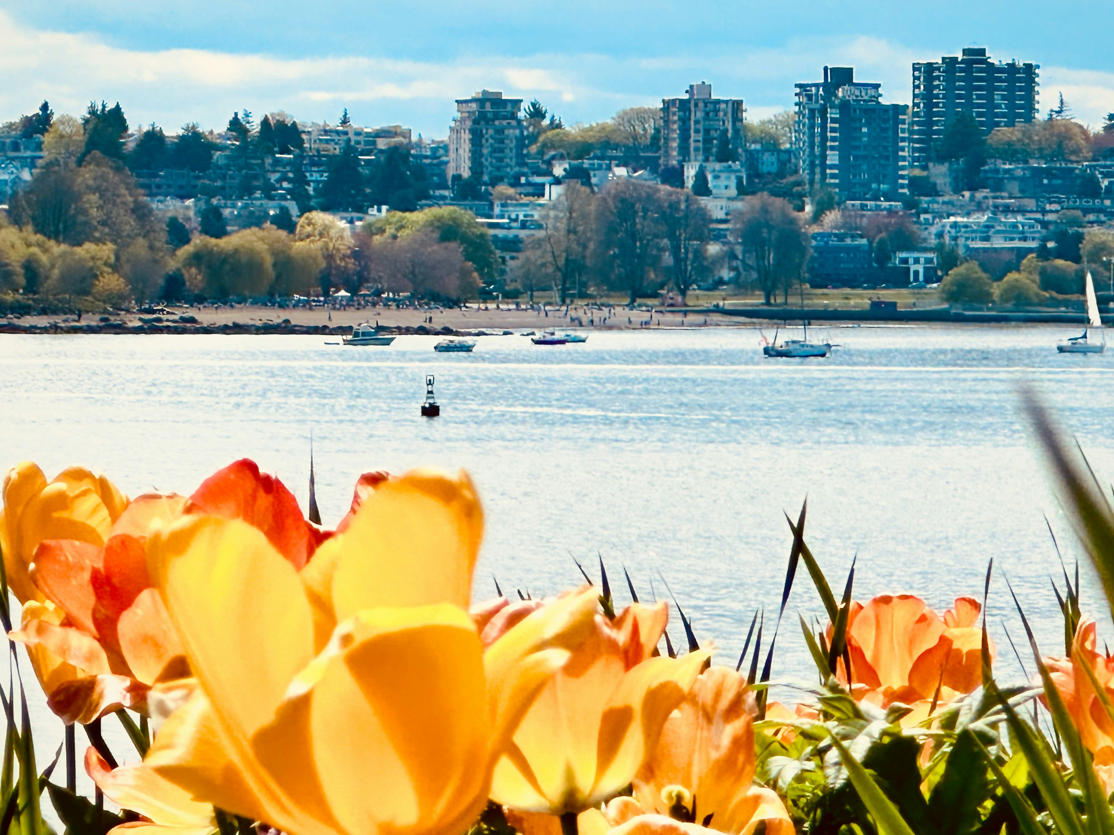 Tulips in Bloom Framing a Quiet Waterfront and Urban Horizon