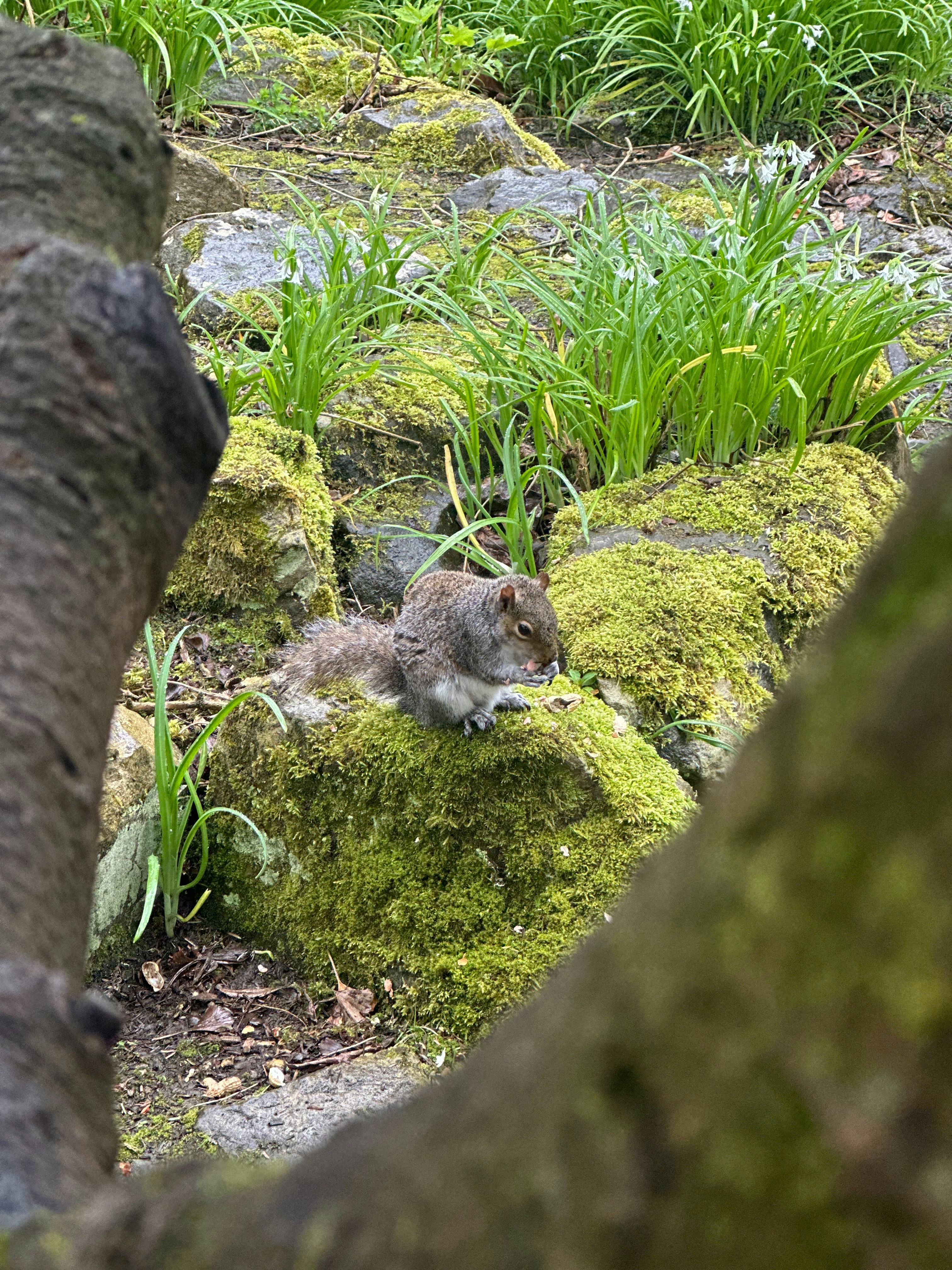 Center-Stage Squirrel on Mossy Garden Stones