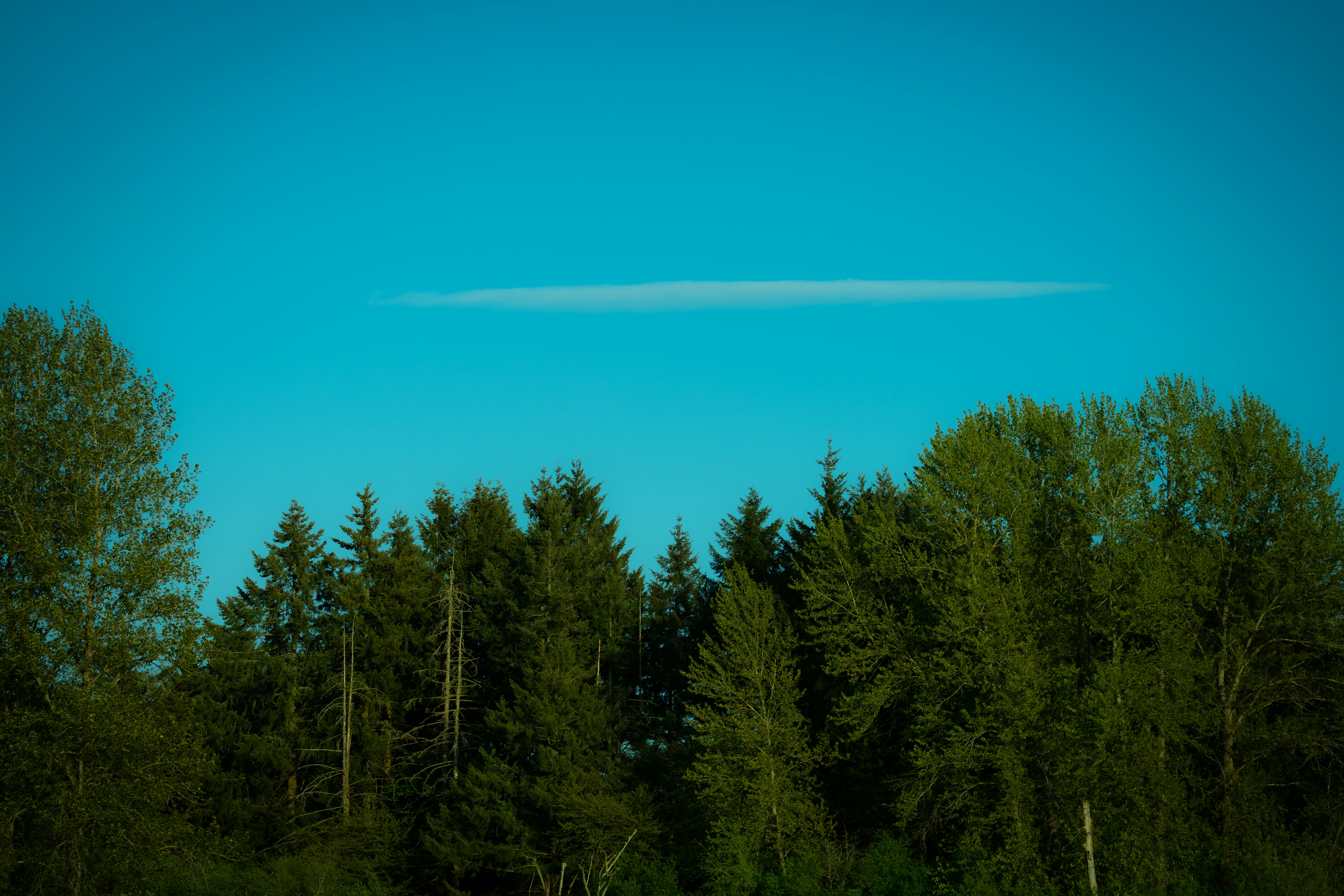 Whispering Pines Under an Azure Canopy
