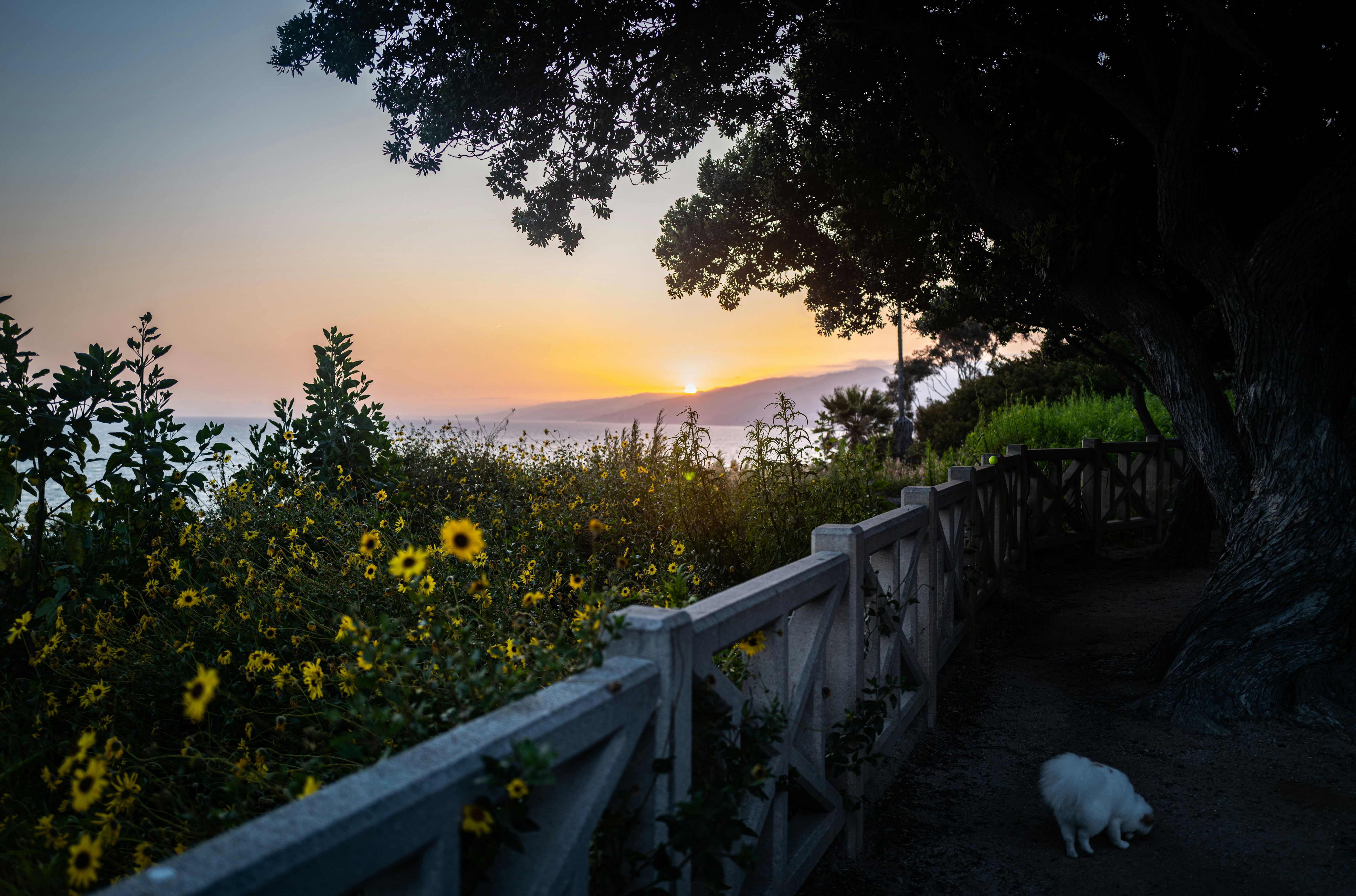 Sunset Along a Sunflower Fence: A Quiet Coastal Path with a White Dog