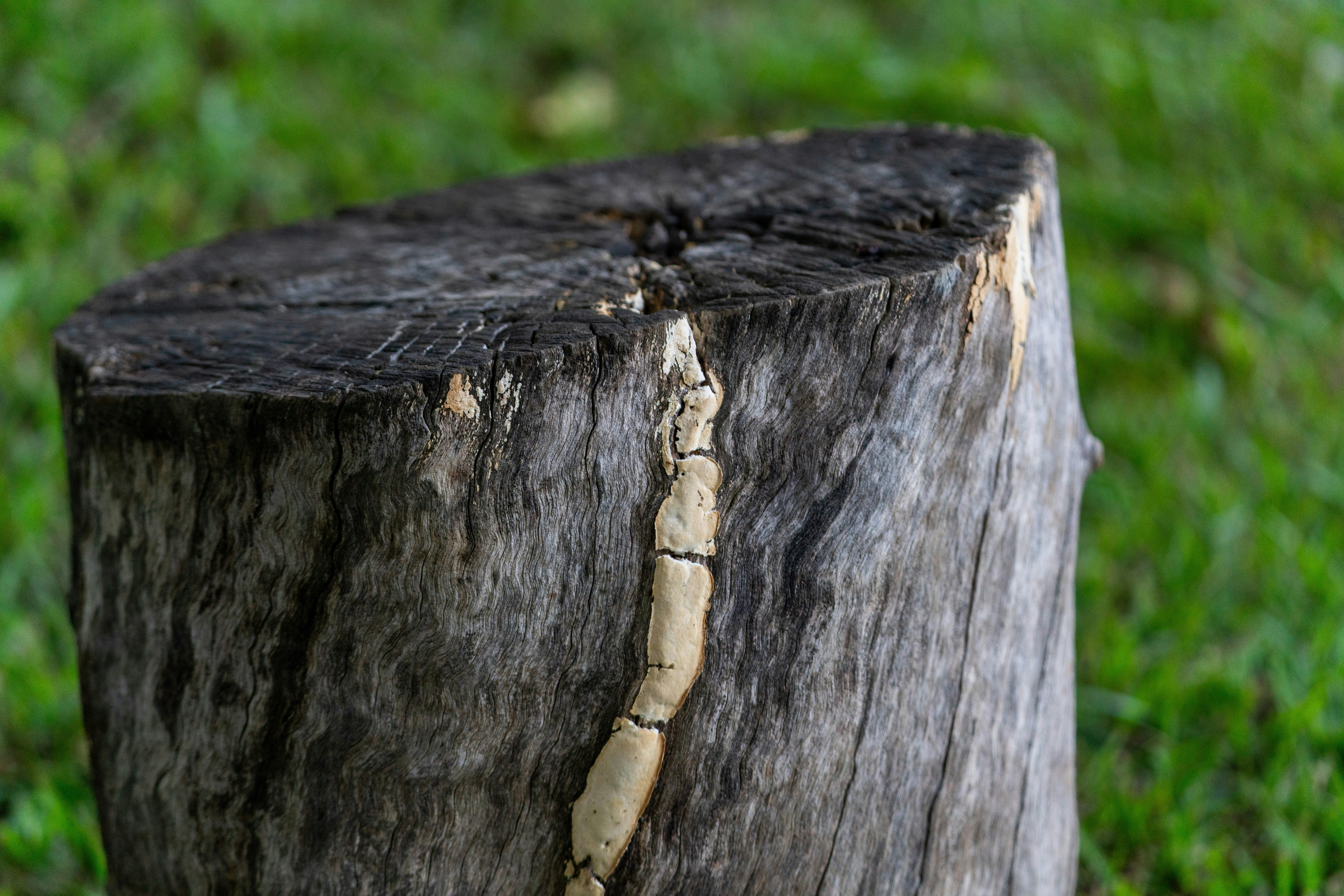 A close up of a tree stump with a crack in it photo – Free Tree Image ...