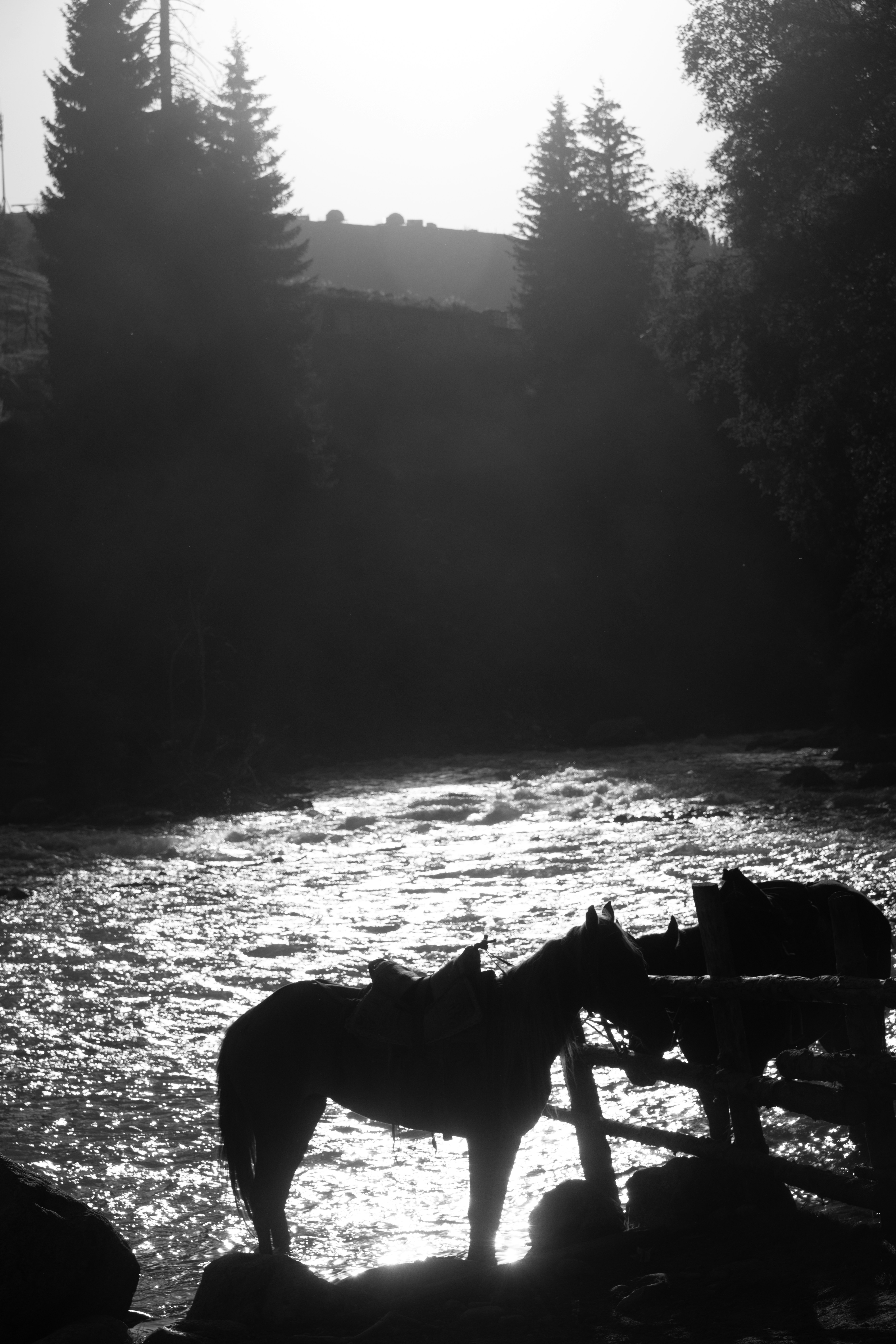 Backlit Equine by the River: A Quiet Silhouette Framed by Pines