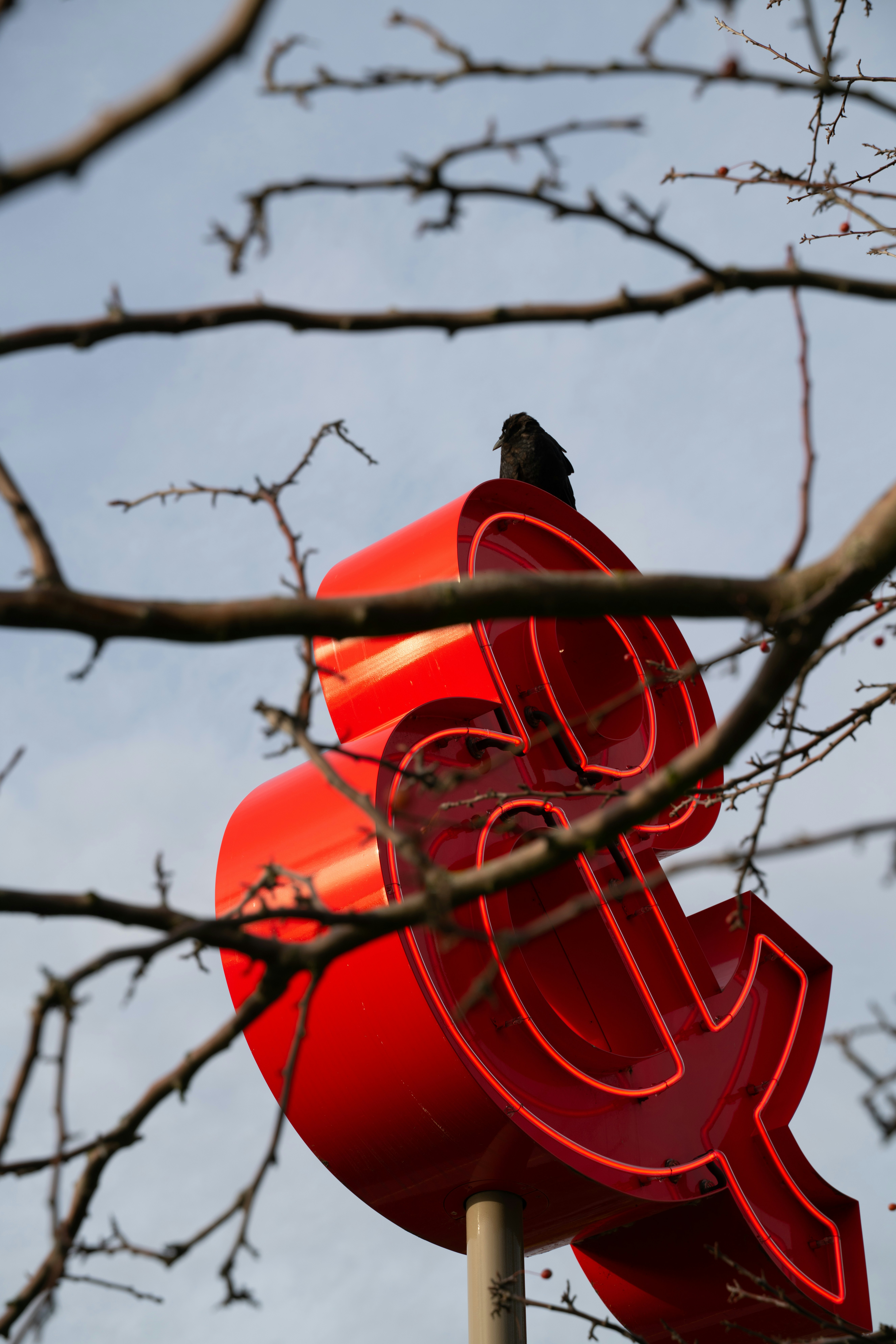 Crow on Neon Red Curve: Silent Sentinel Above Winter Branches