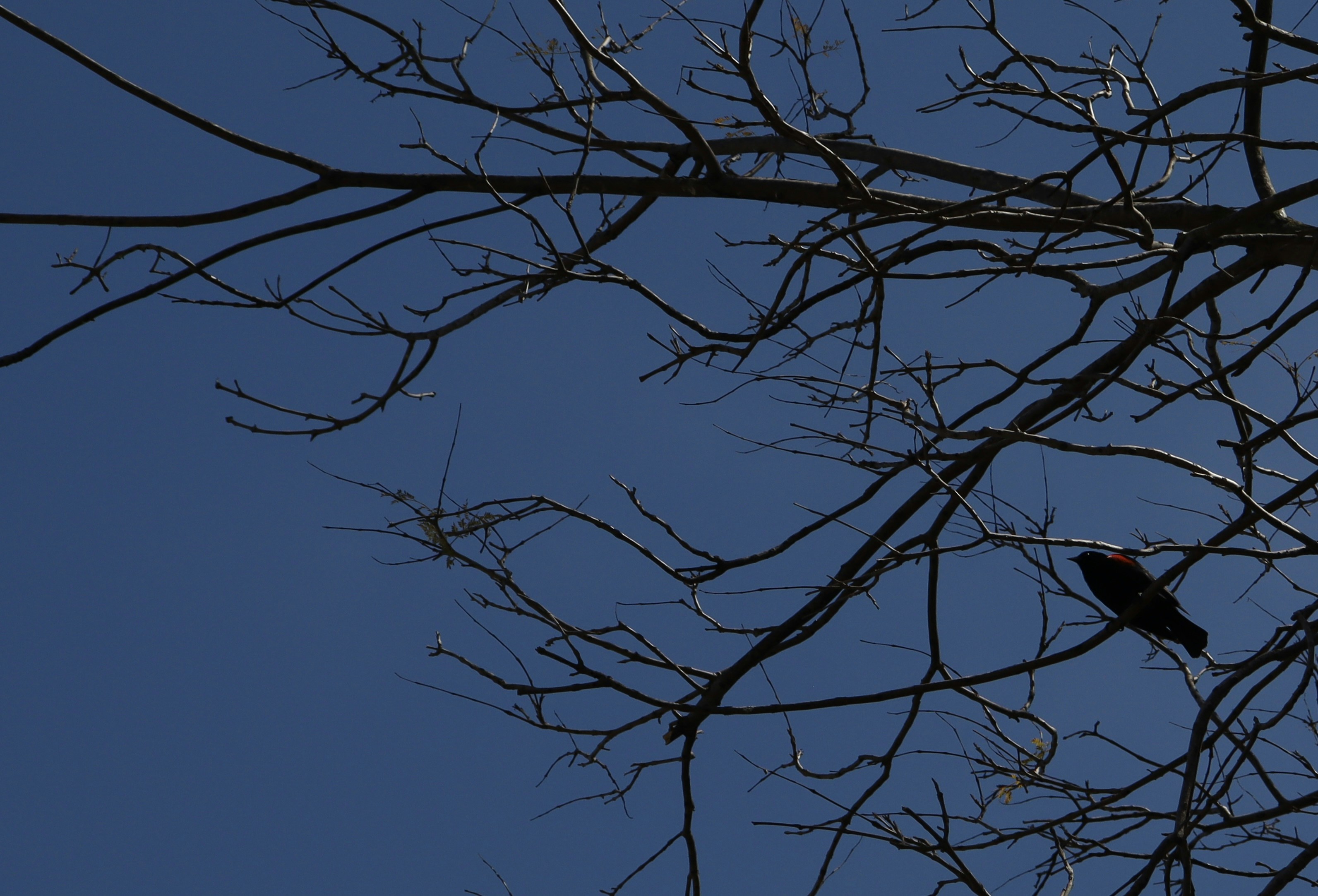 Sample photo from Canon EOS R100