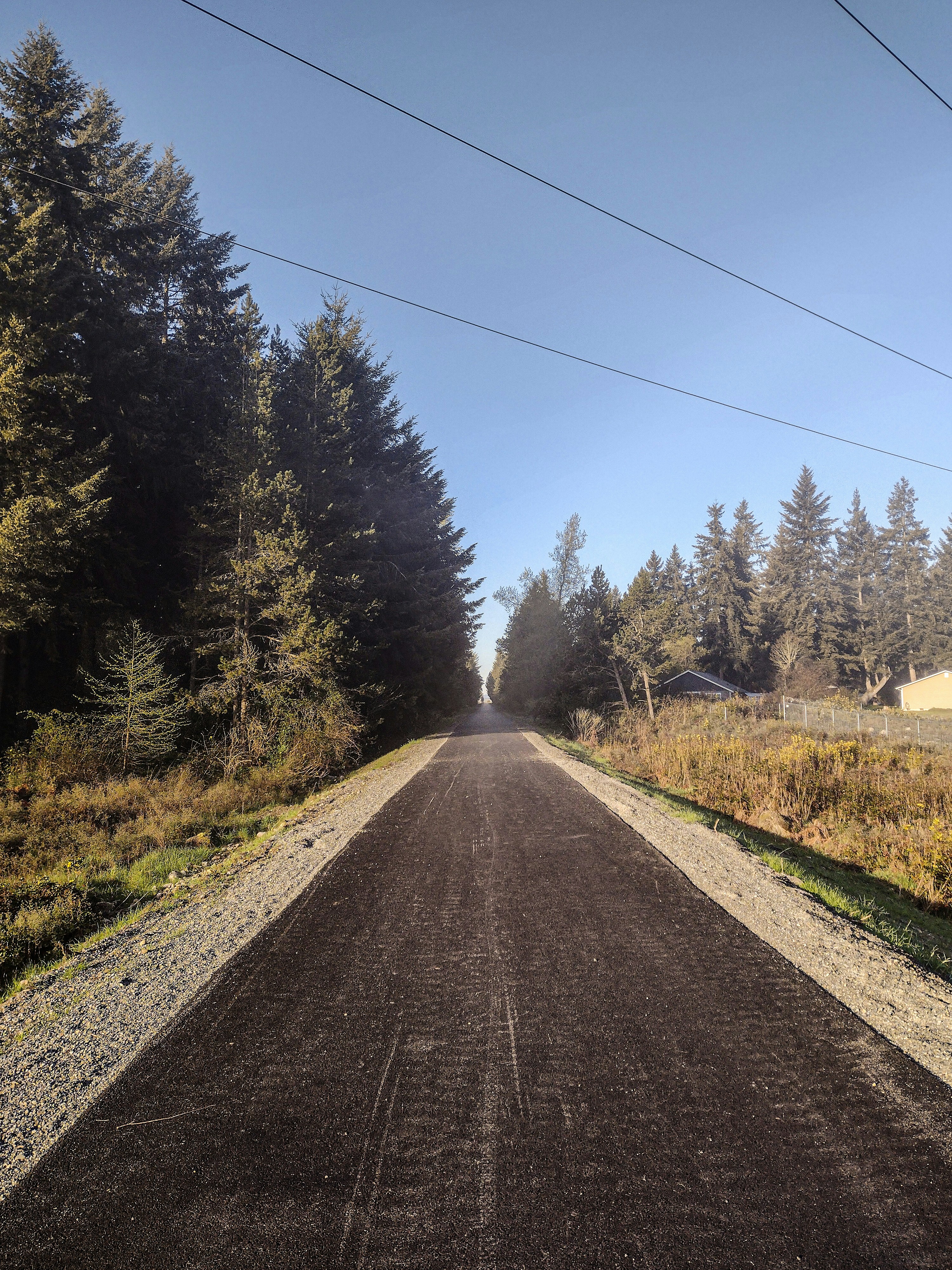 Centerline to the Pines: A Quiet Forest Road Vanishing Point