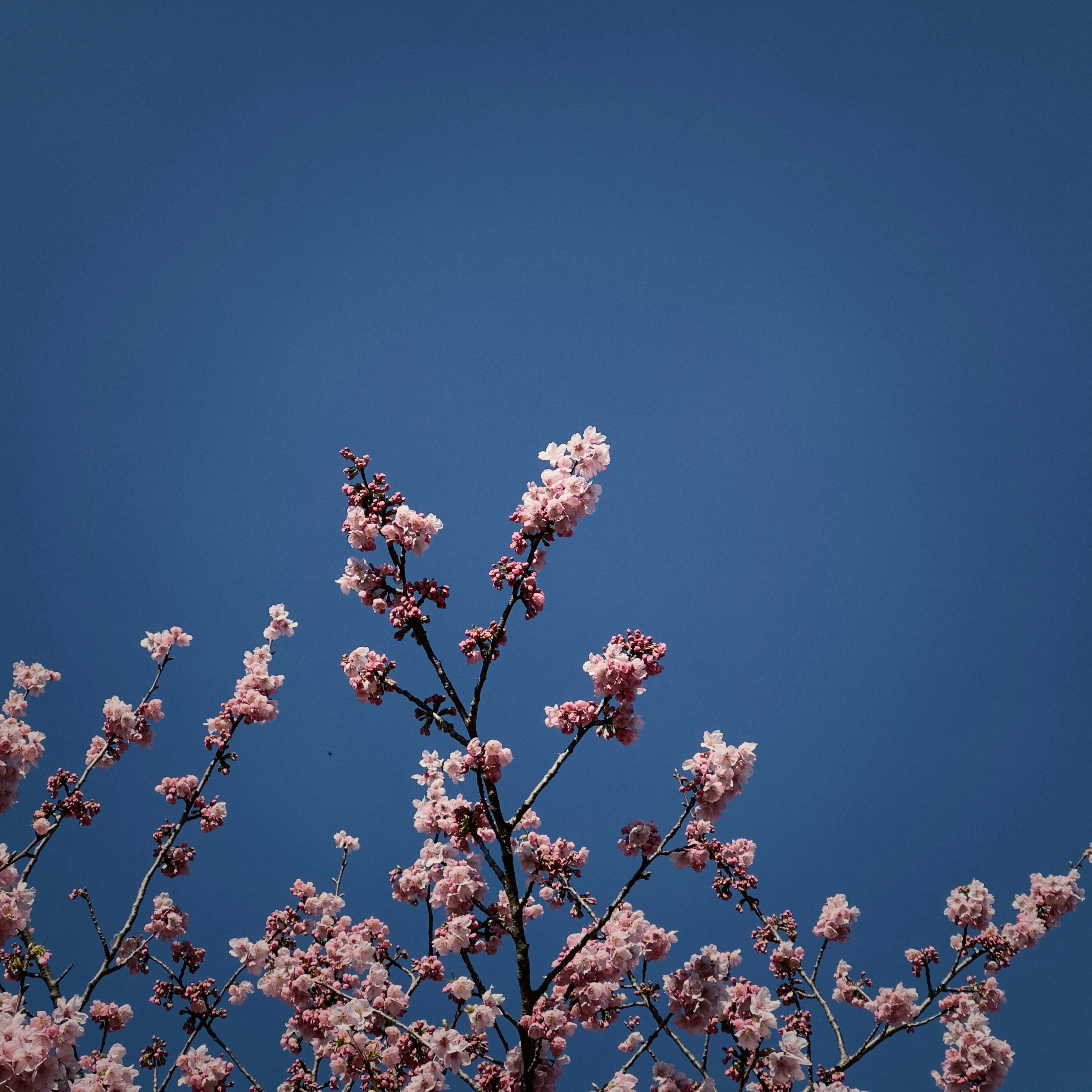 Cherry Blossoms on a cobalt canvas