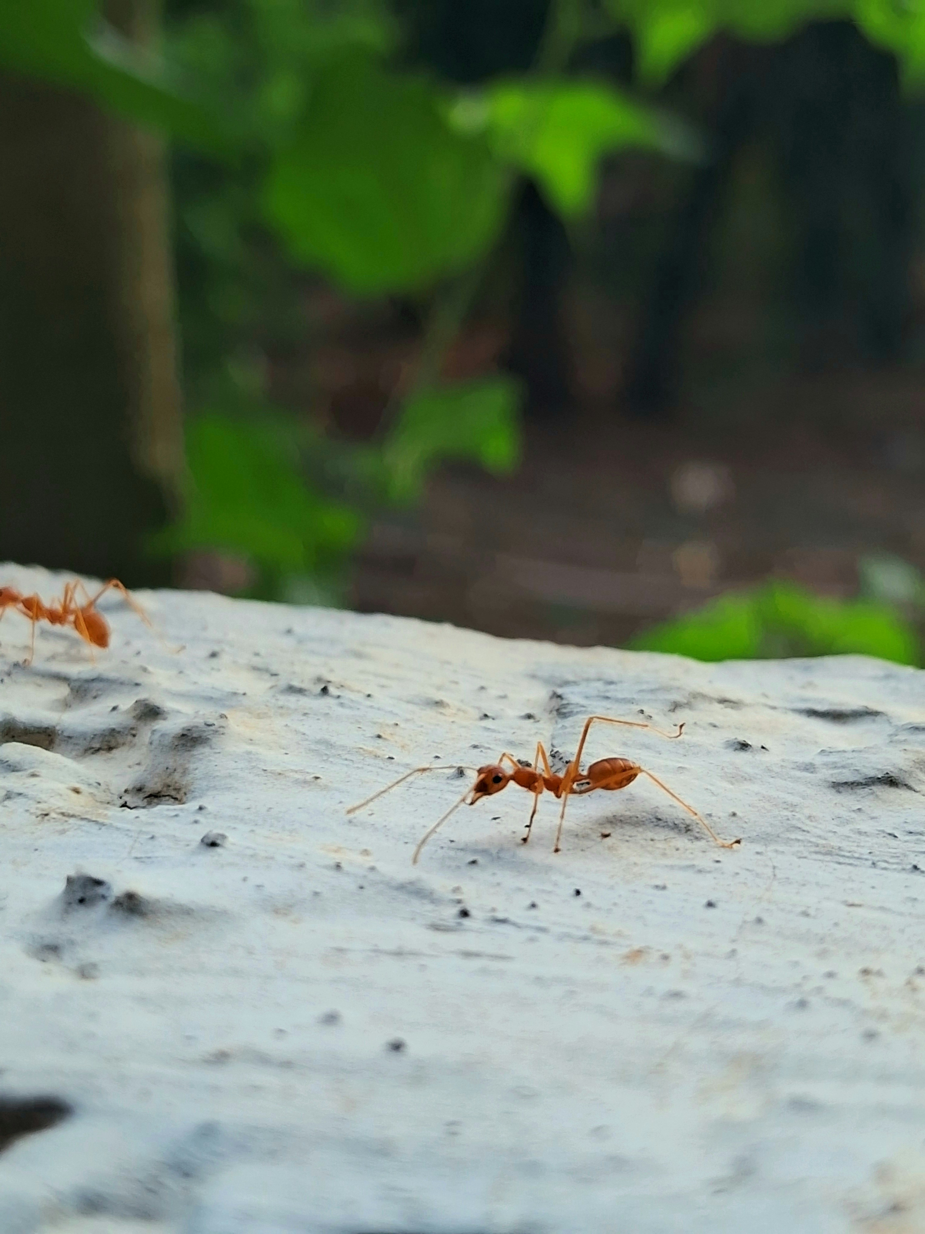 Macro photograph of an orange ant traversing a textured rock with a softly blurred green background.