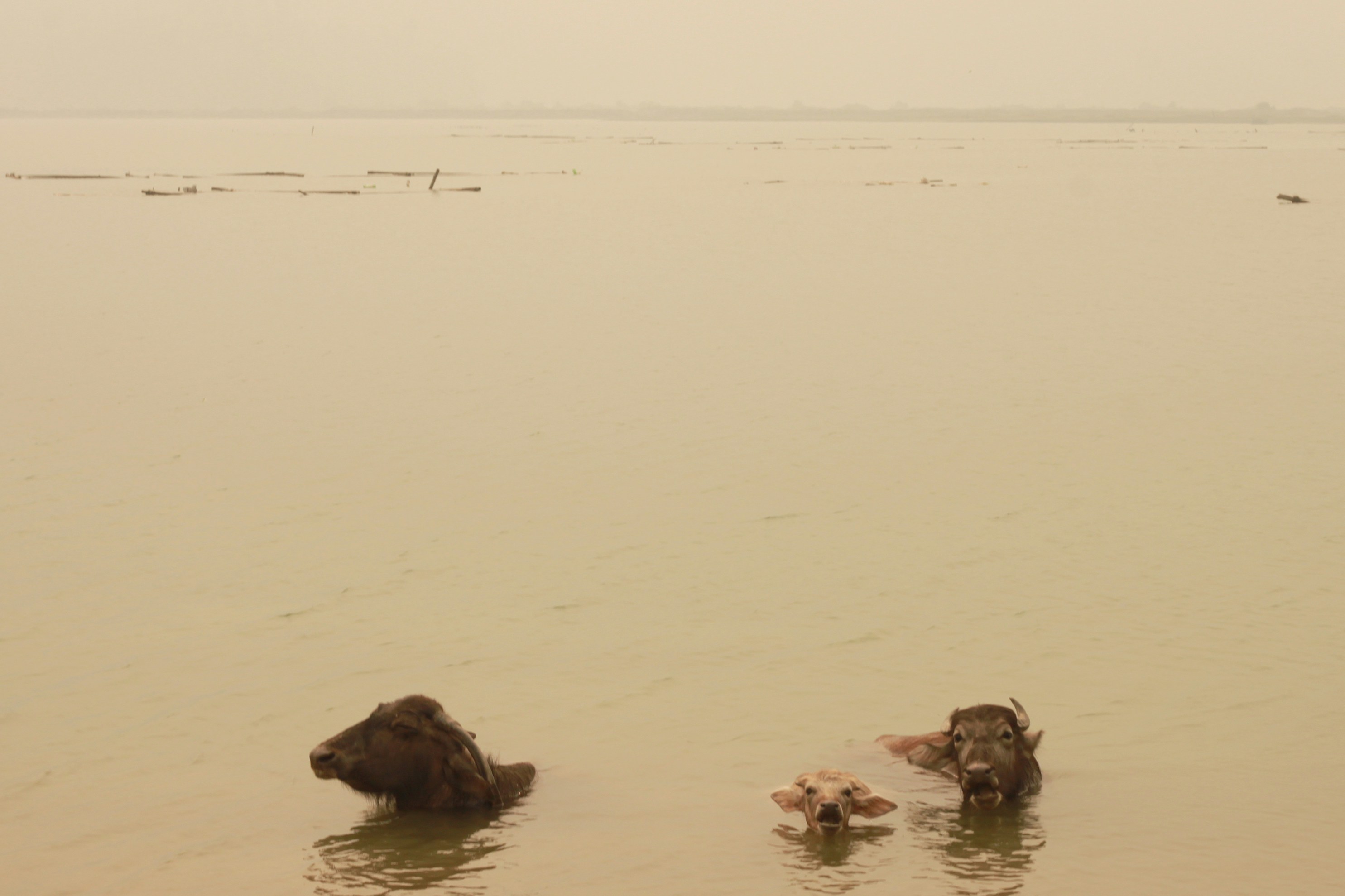 Dawn's Quiet Tide: Three Heads Breaking the Pale Surface