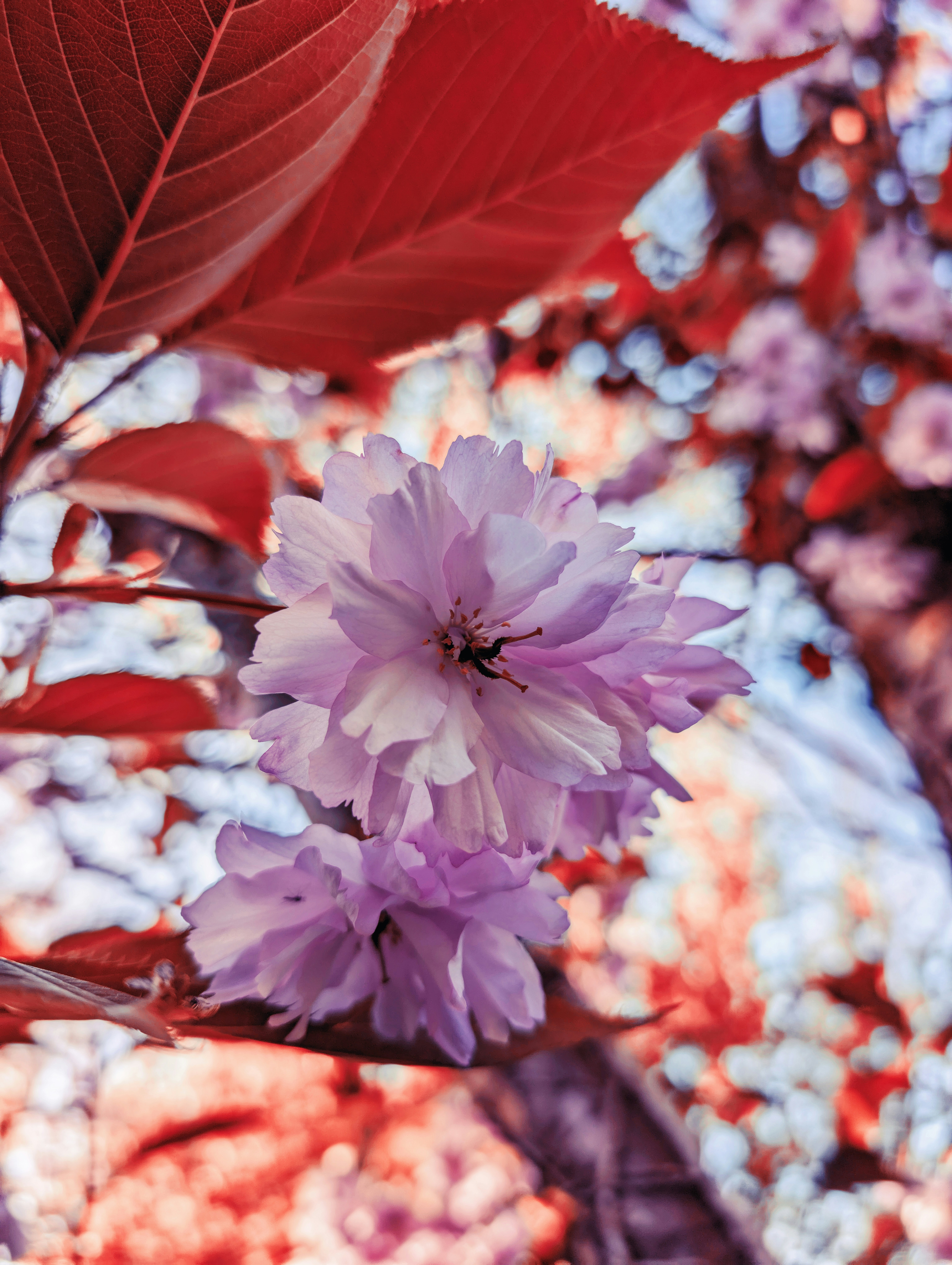 Macro photograph of a pale purple flower framed by crimson leaves with a softly blurred background.