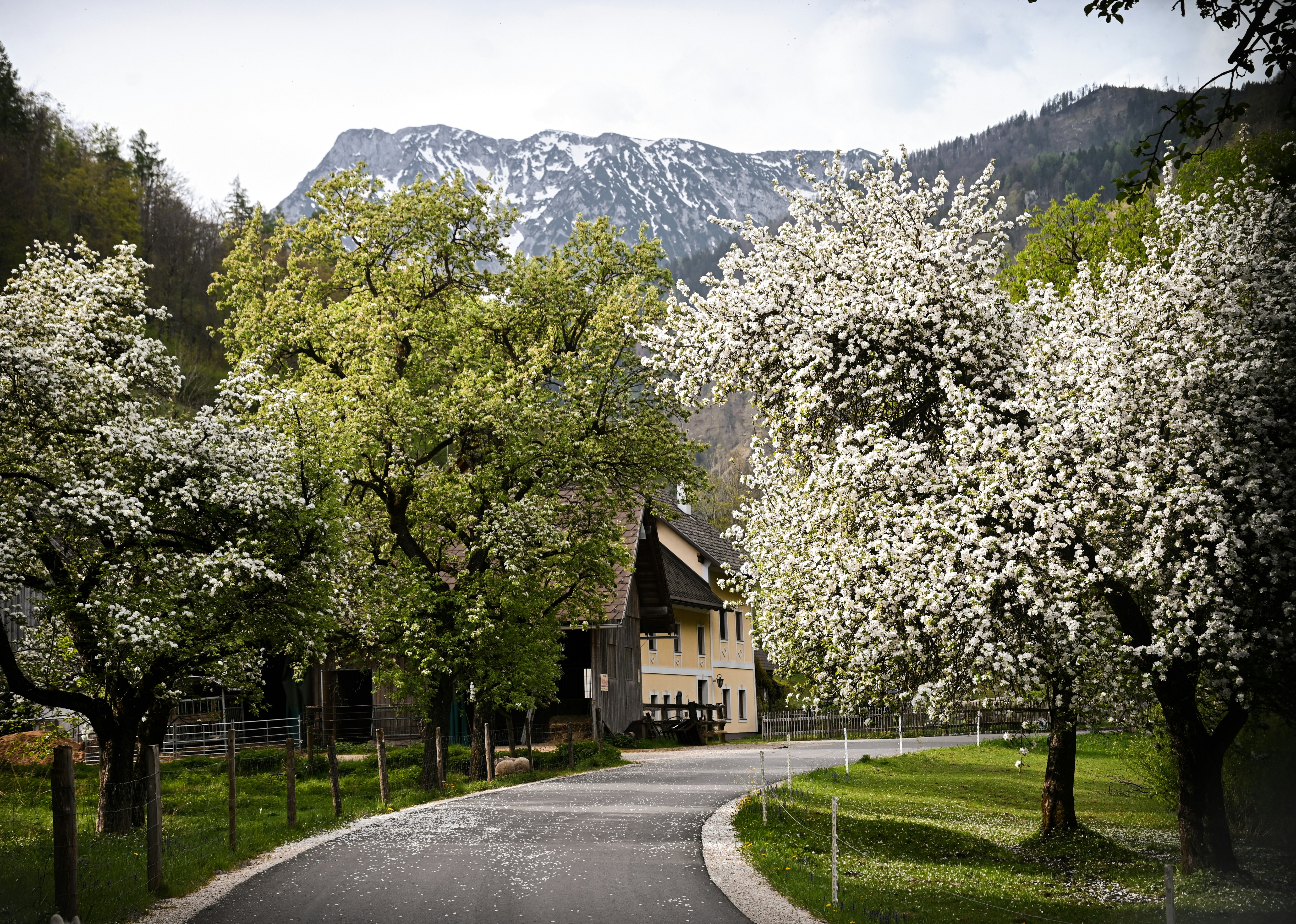 Blossom Lane at the Foot of Snow-kissed Peaks