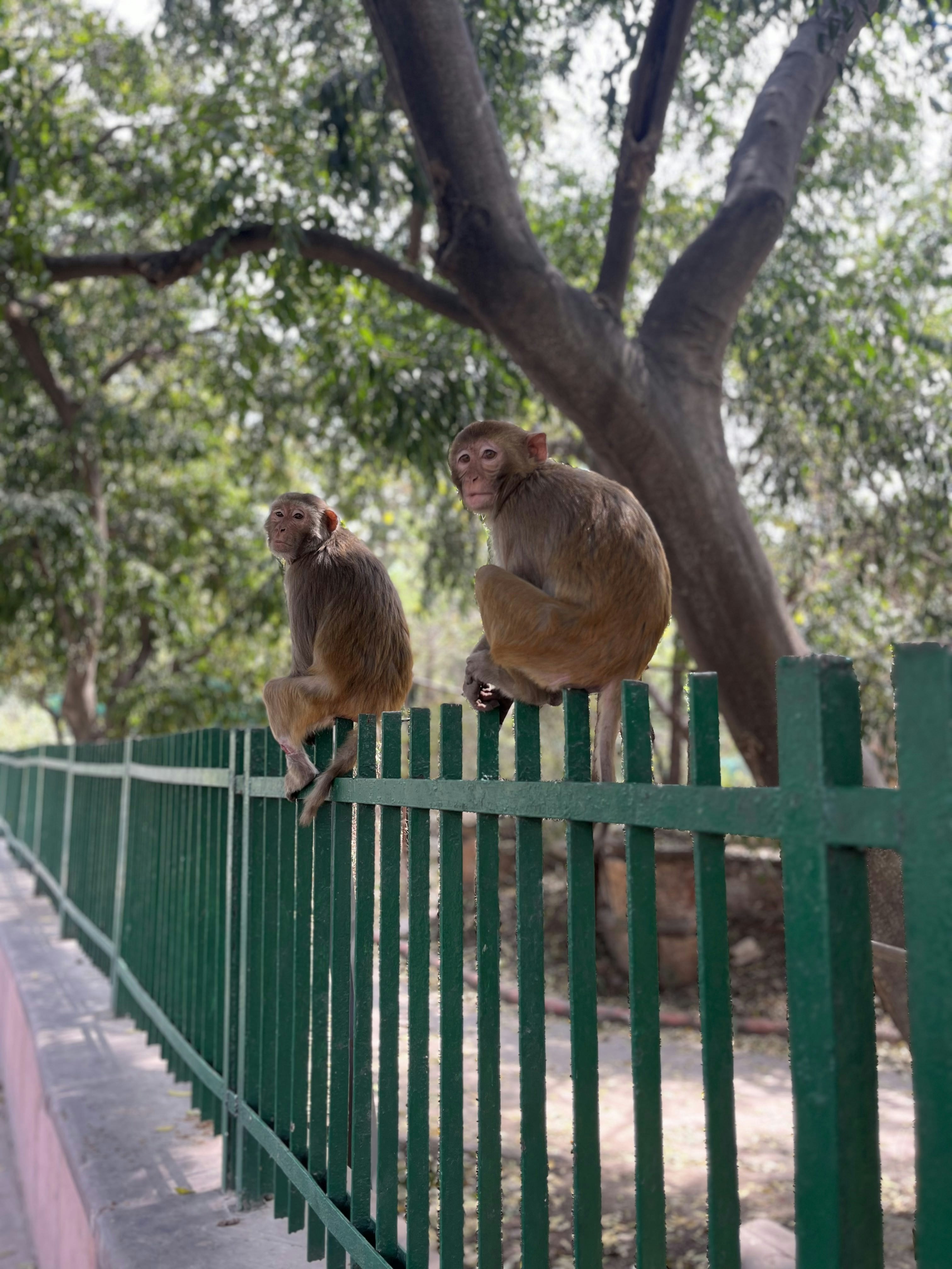 Two monkeys sitting on top of a green fence photo – Free India Image on ...