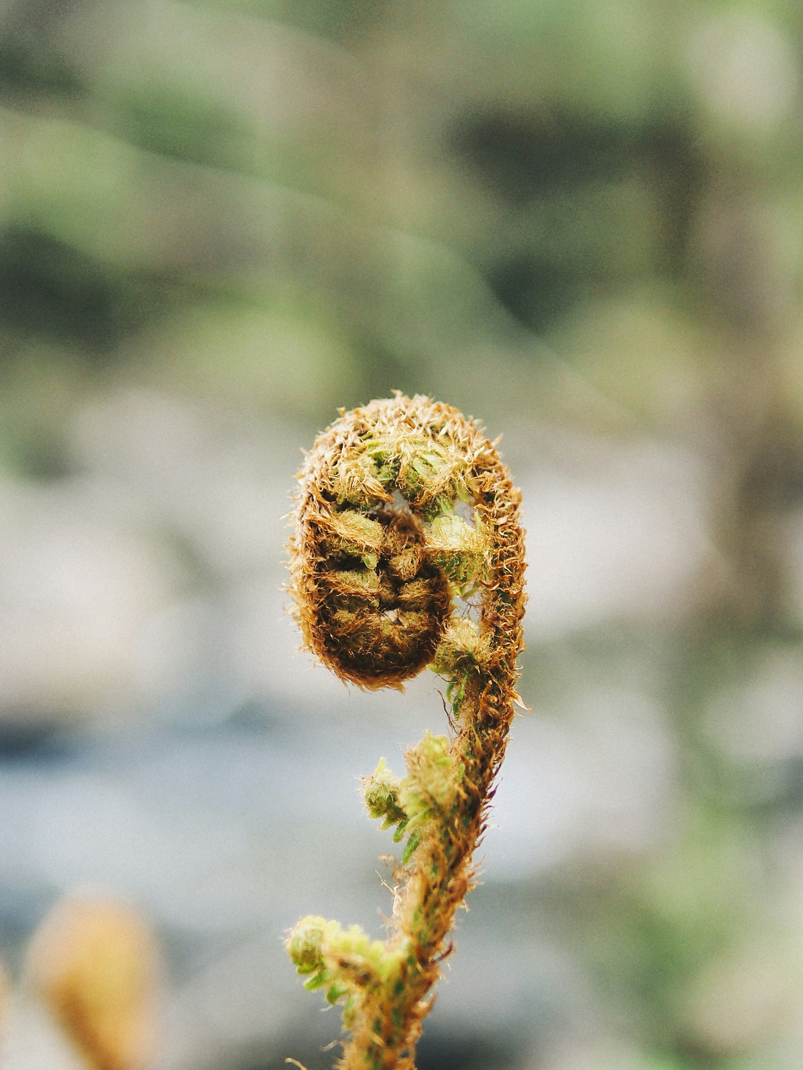 The Quiet Coil: A Fern Fiddlehead Emerges in Soft Focus