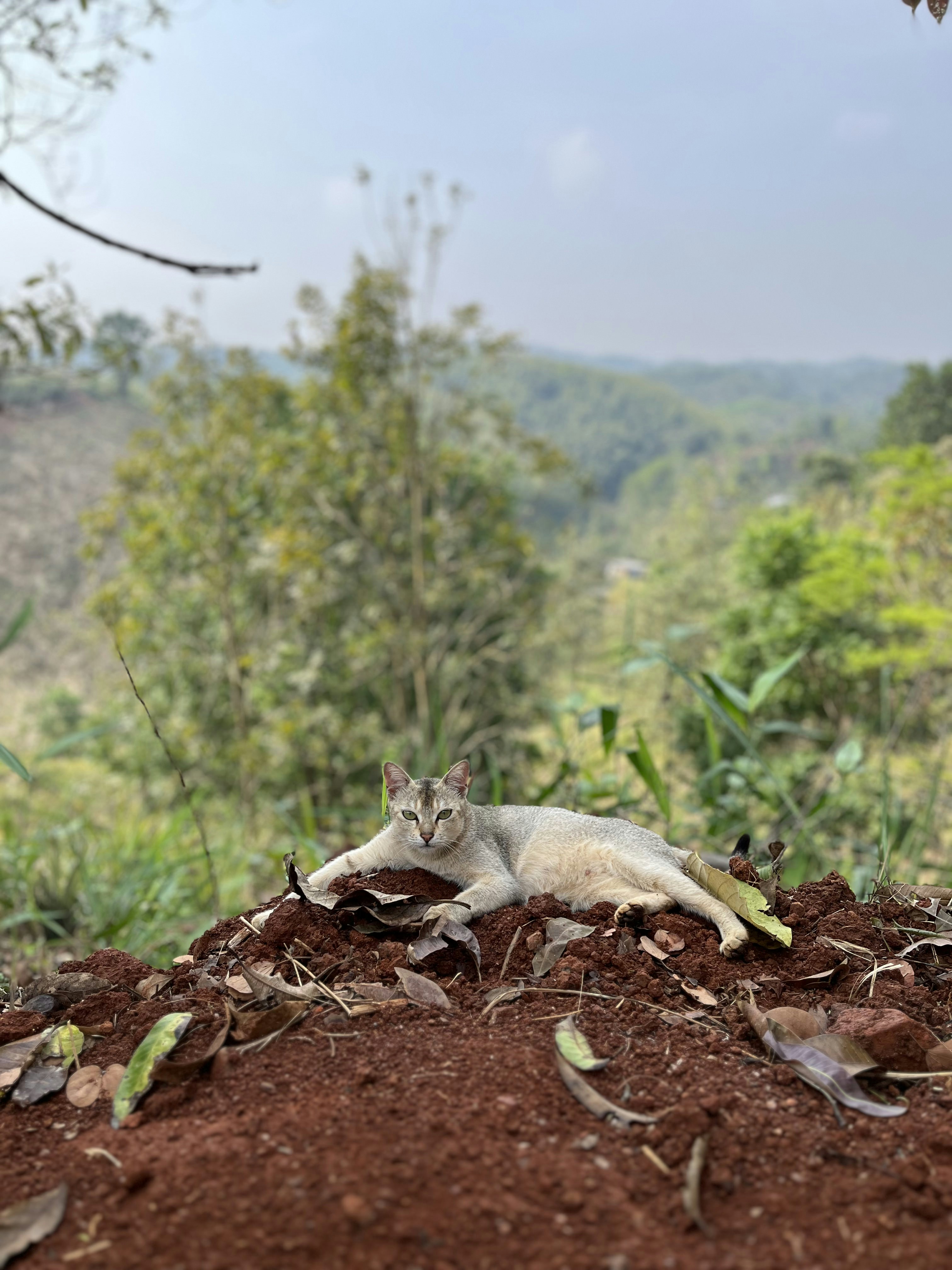 Sunlit Slope: A Cat Reposing on Red Earth