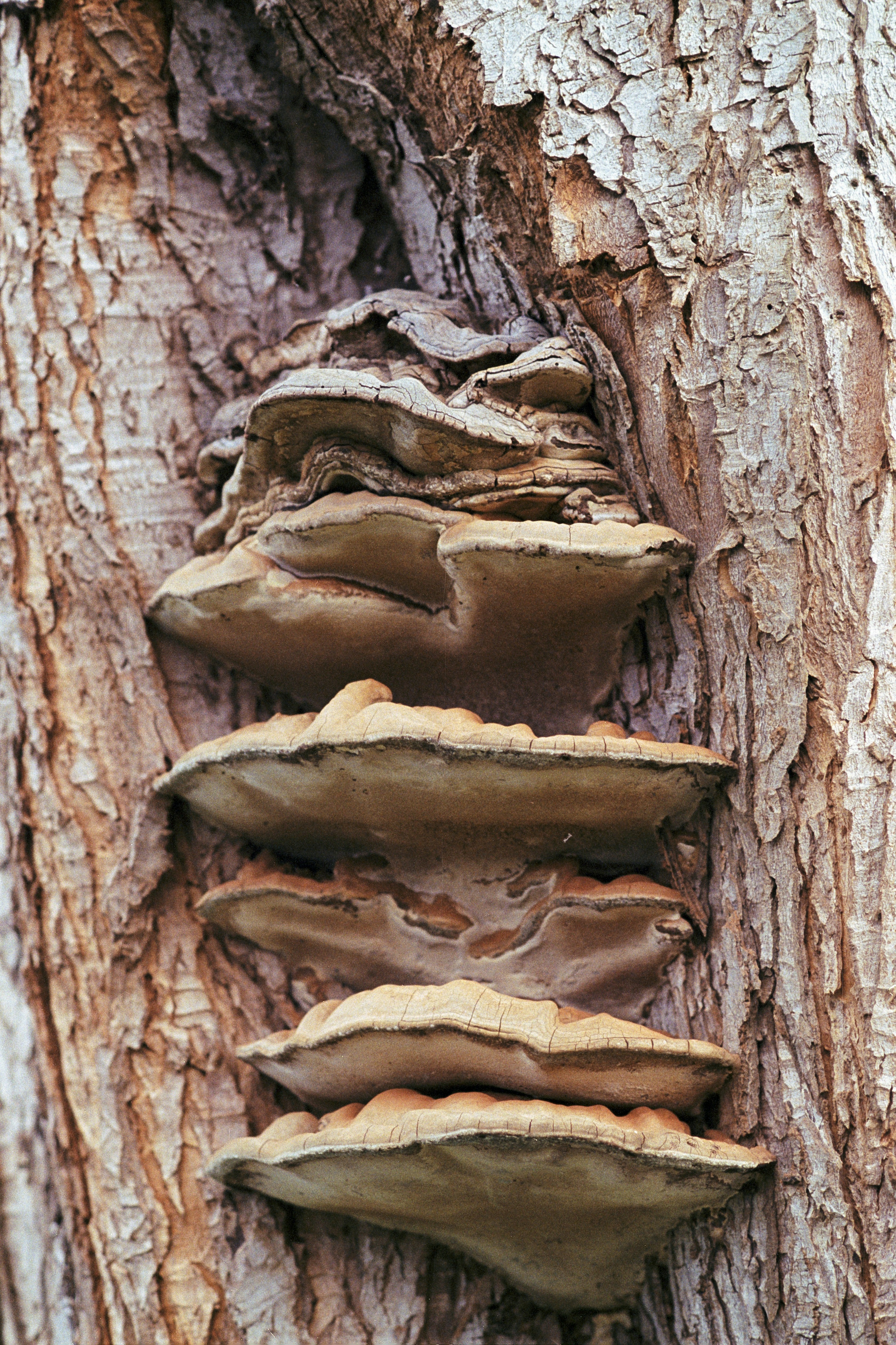 Tiered Fungi Clinging to Weathered Bark