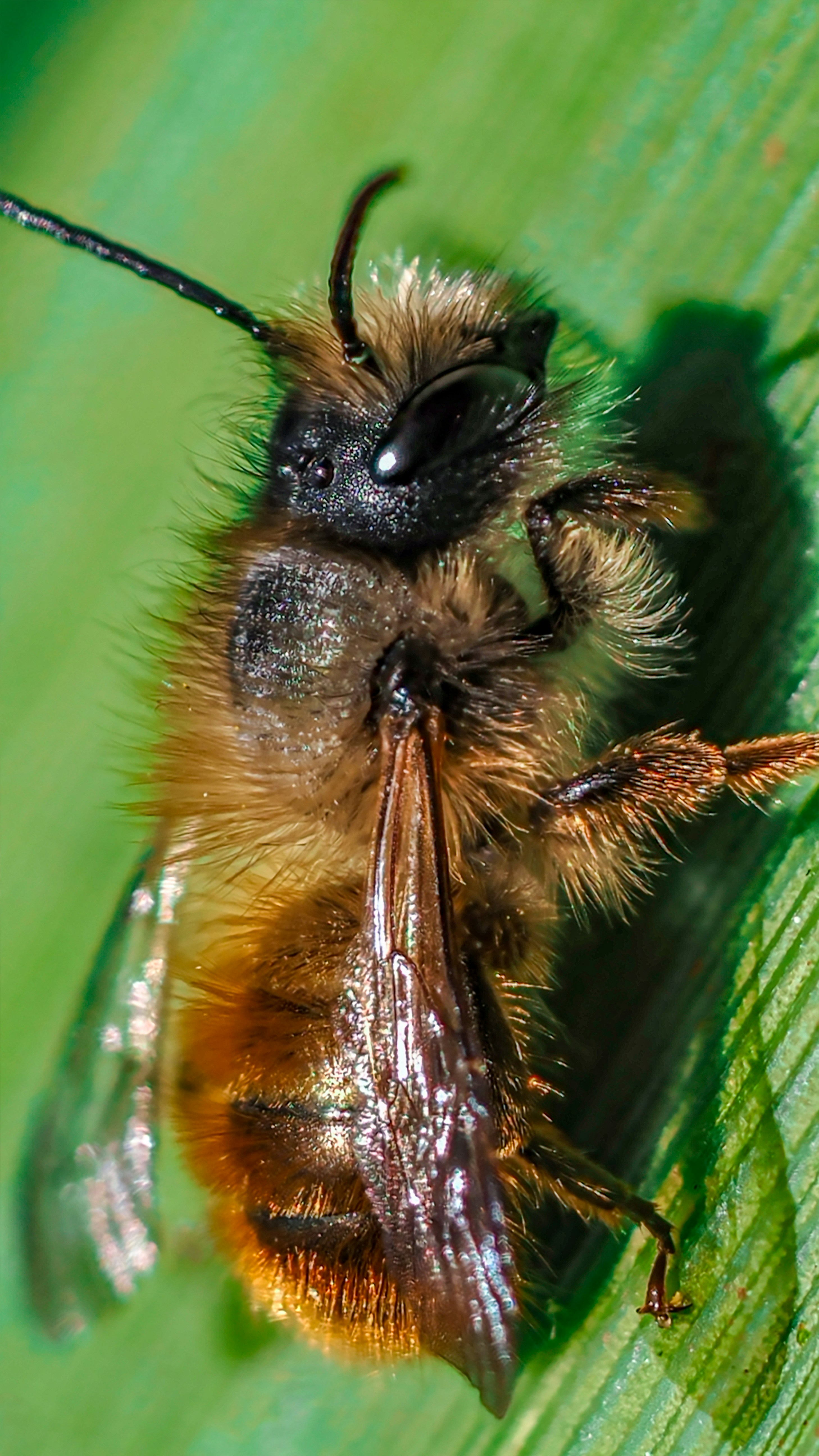 Macro Portrait: Honeybee on a Sunlit Leaf, Revealing Fur, Wings, and Textural Glow