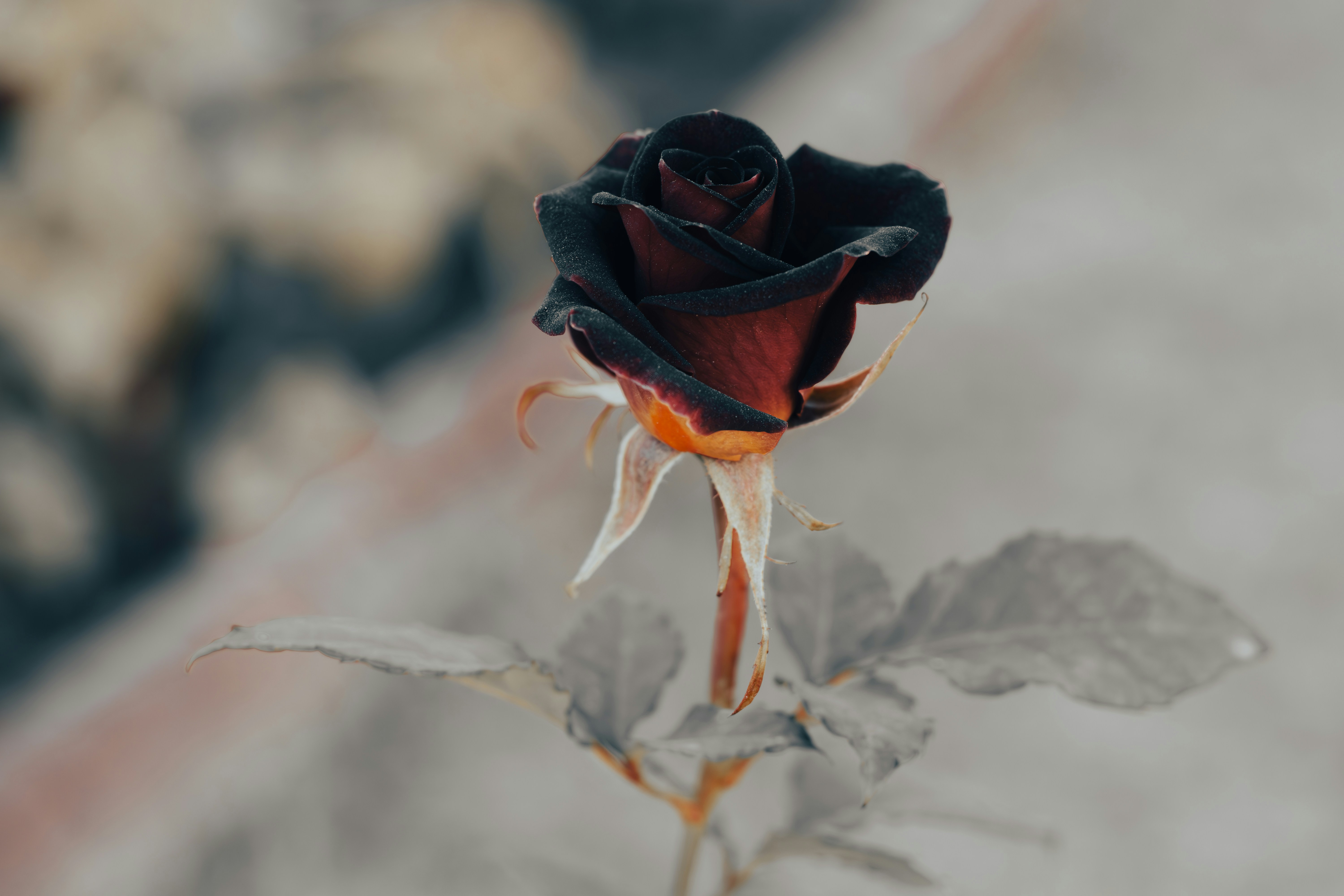 Crimson Velvet in Frost: A Dried Rose Quietly Revealed