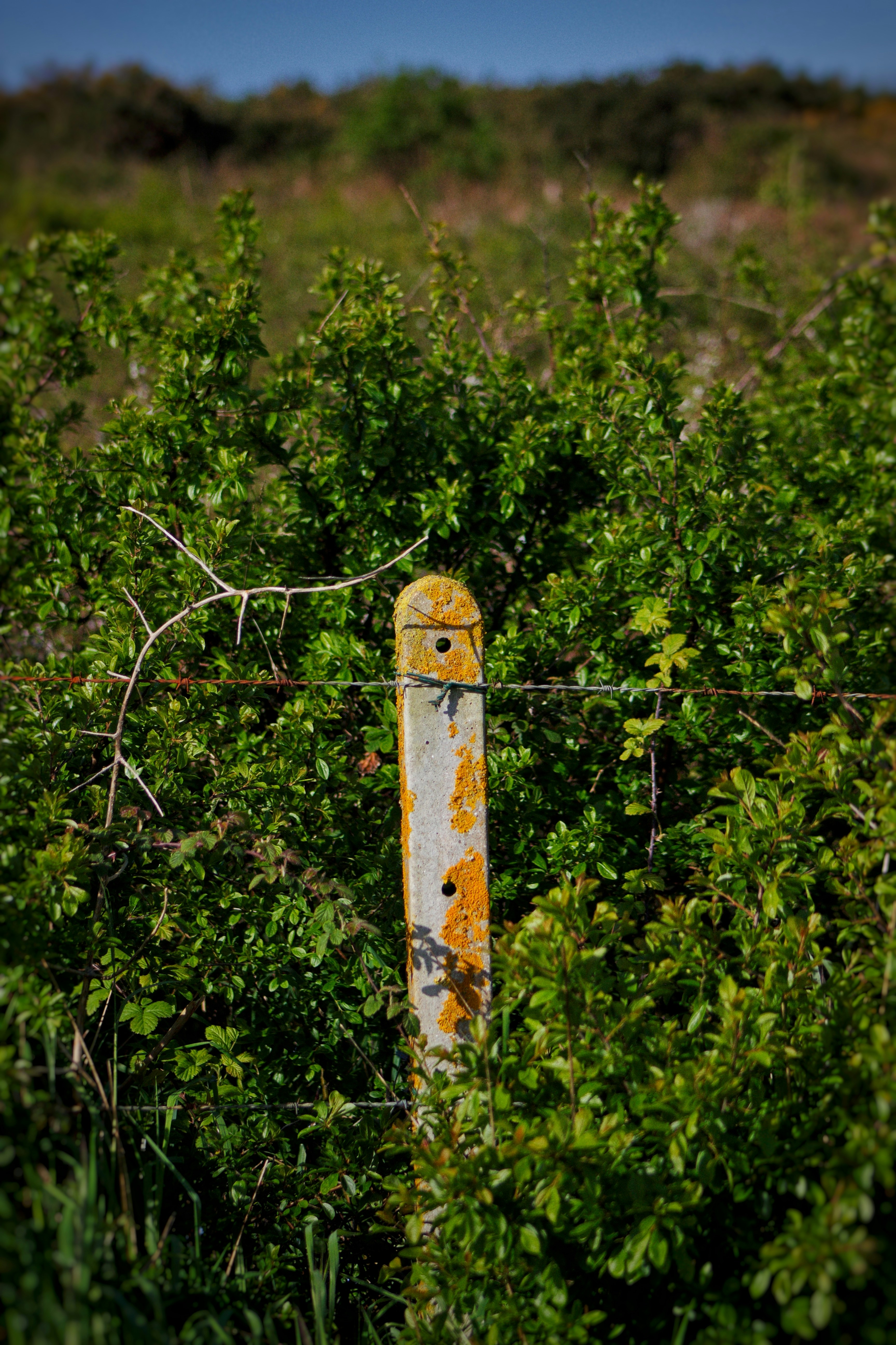A weathered fence post, adorned with moss, stands amidst lush greenery, symbolizing the passage of time and nature's reclamation. 