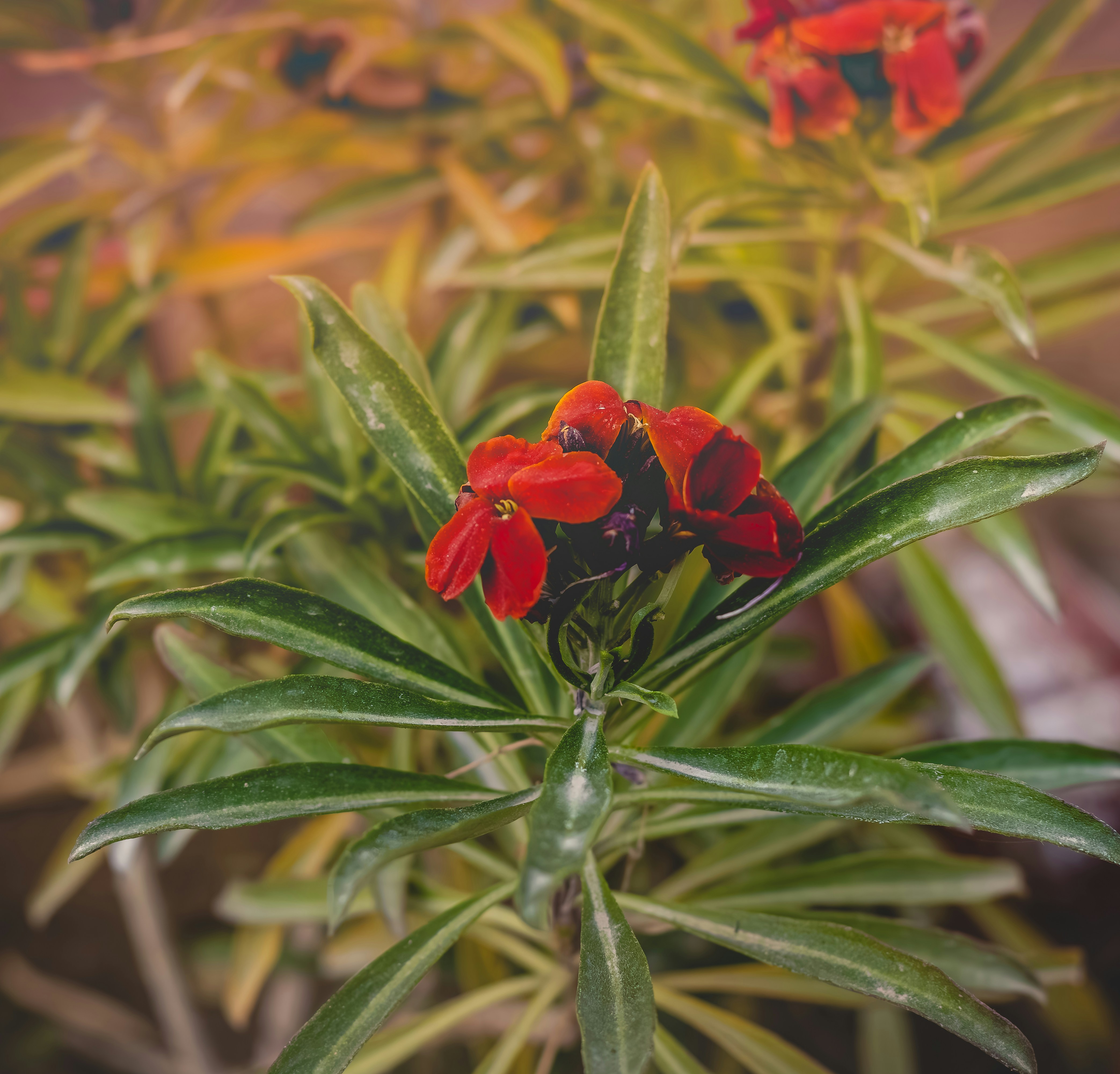 Crimson Crown in Green: A Macro Portrait of a Red Flower Cluster
