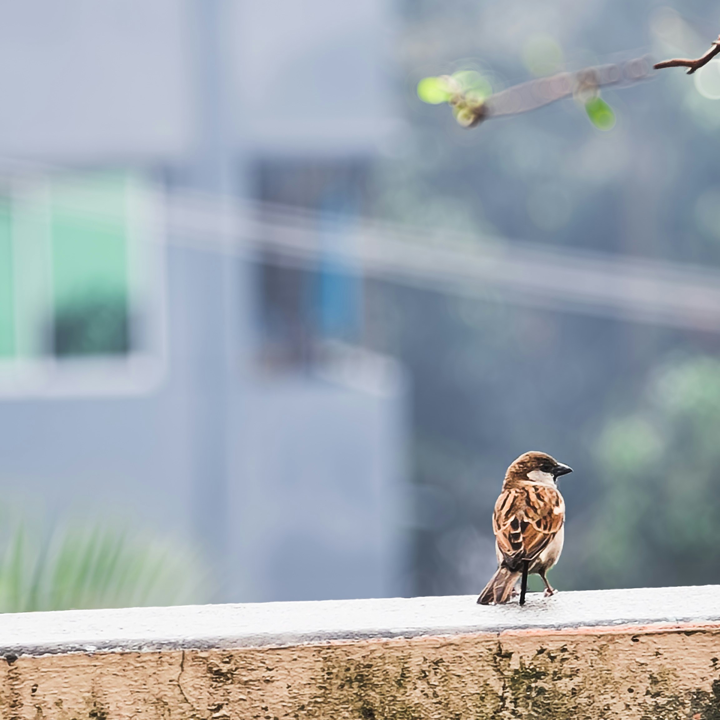 a bird sitting on a ledge with a building in the background