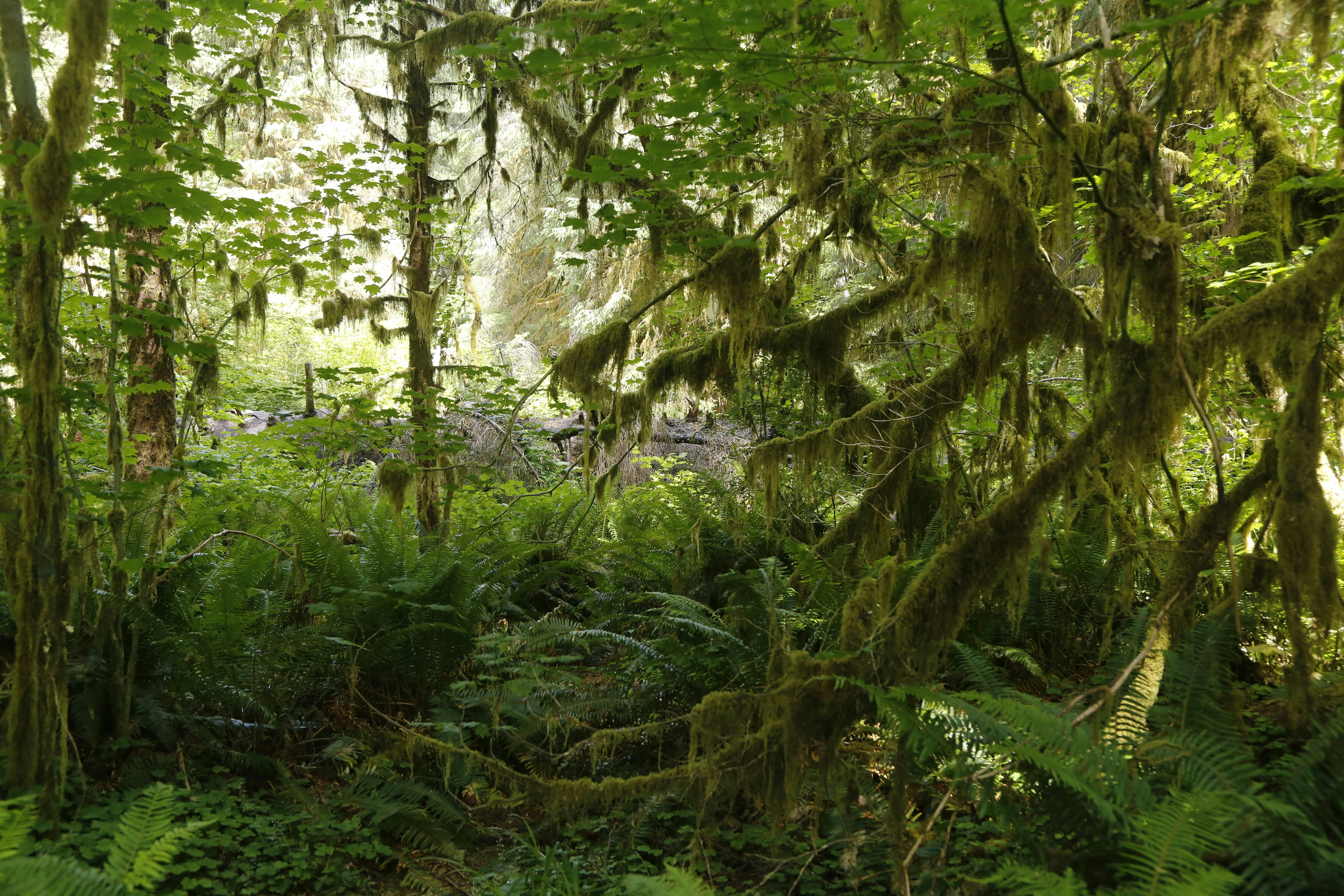 Verdant Veil: Sunlit Ferns and Moss in a Quiet Forest Understory