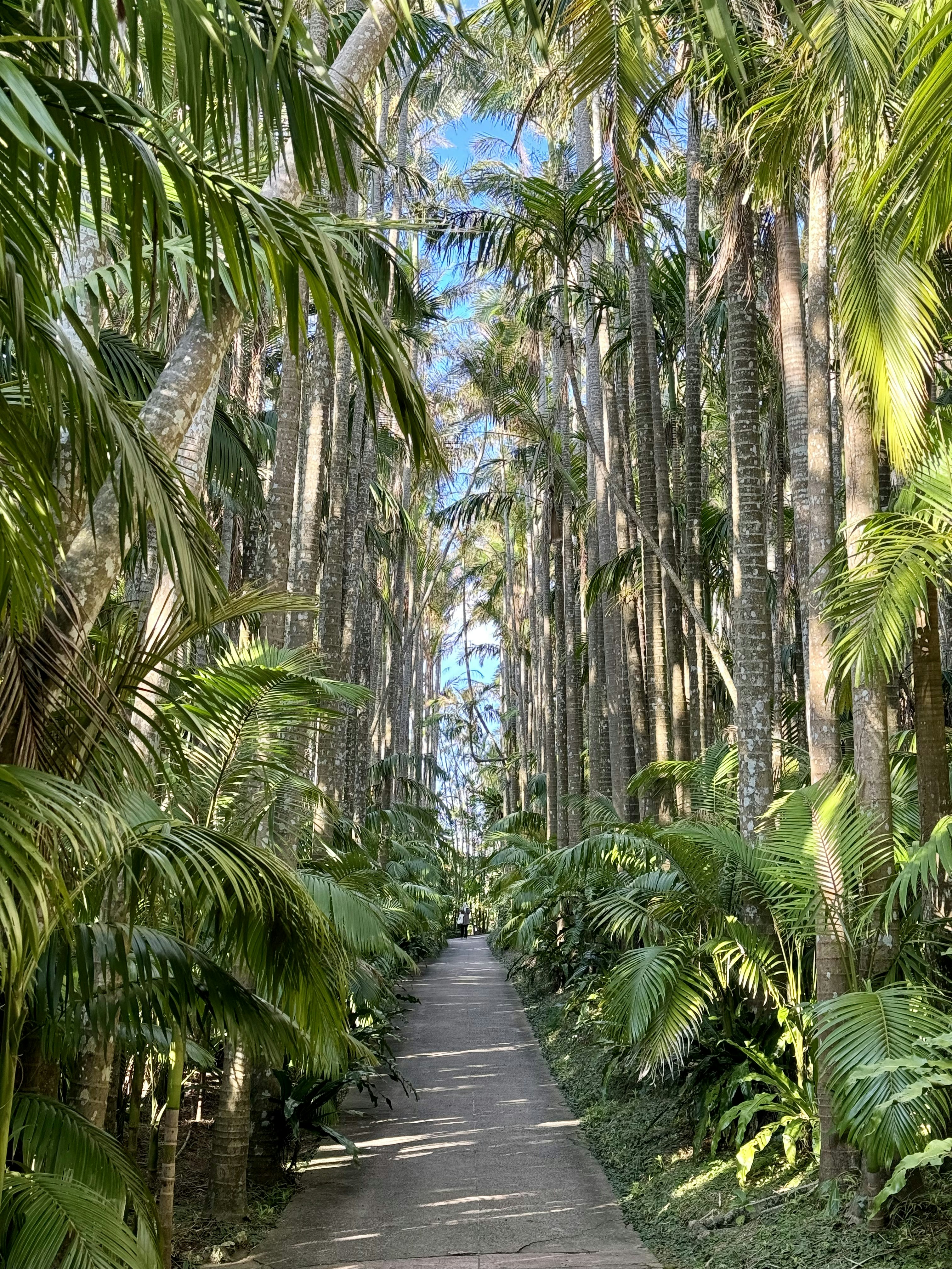 A dirt road surrounded by palm trees and greenery photo – Free Japan ...