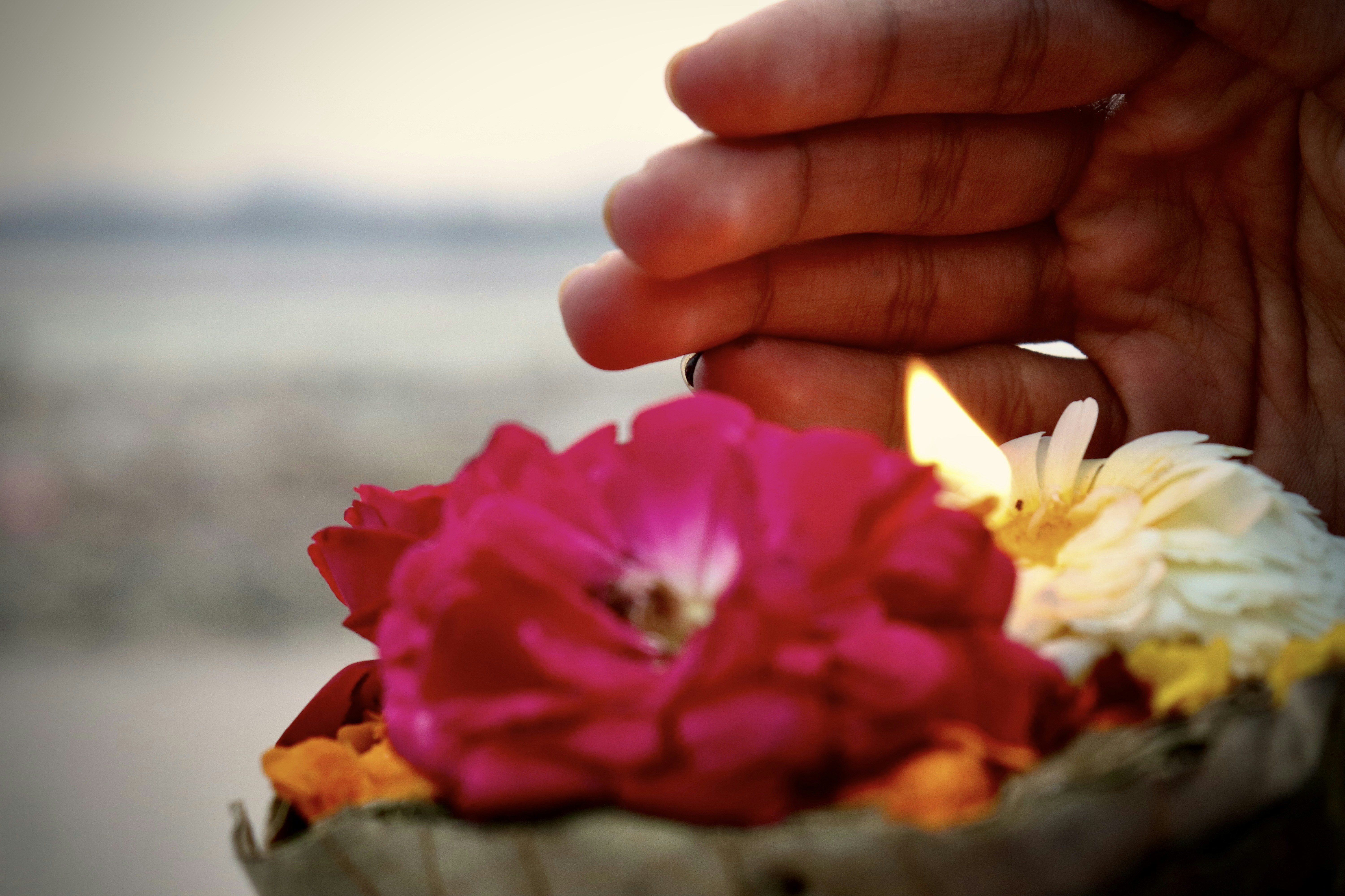 a person holding a flower in their hand