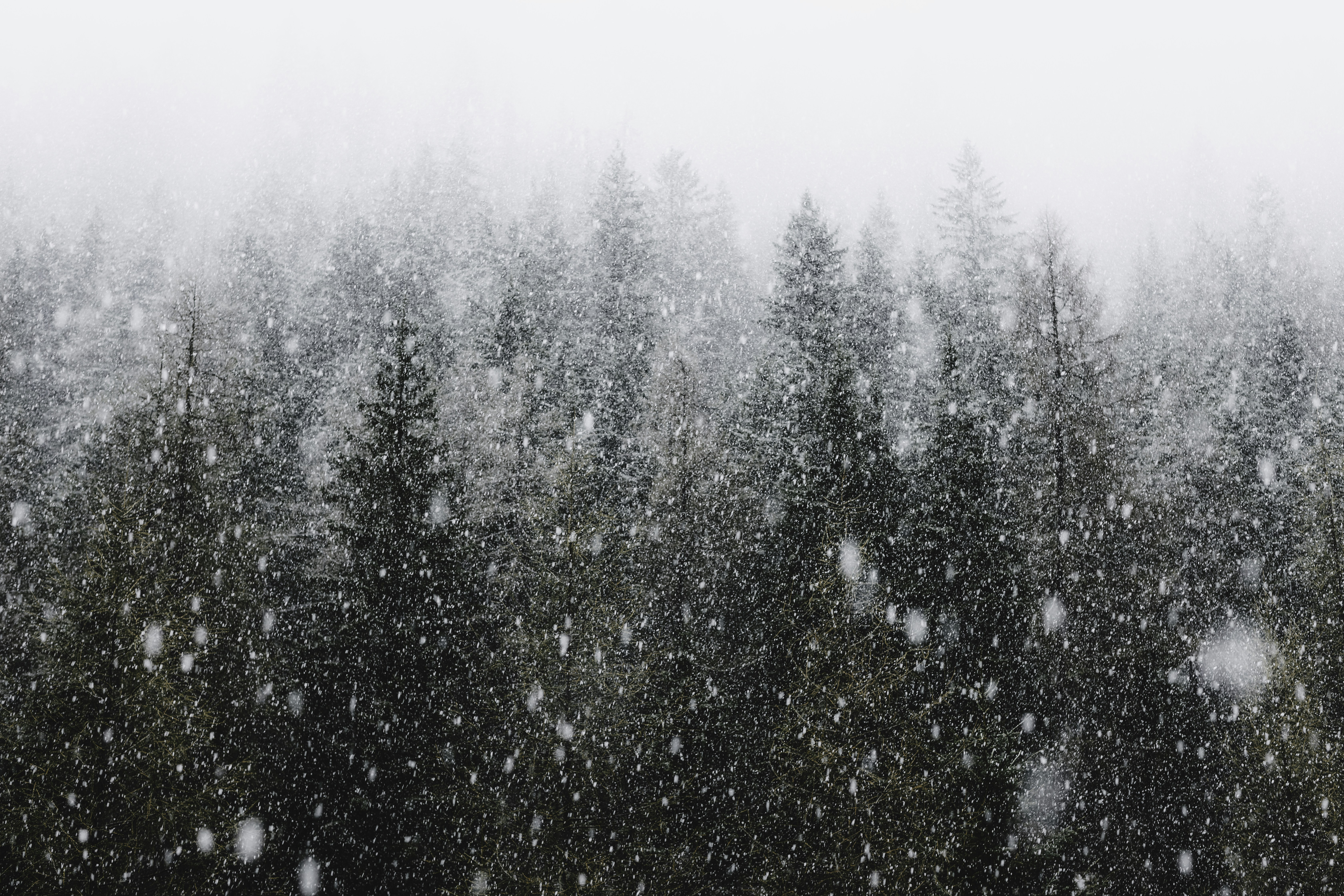 Una foresta innevata piena di alberi foto – Immagine gratis di Grigio ...