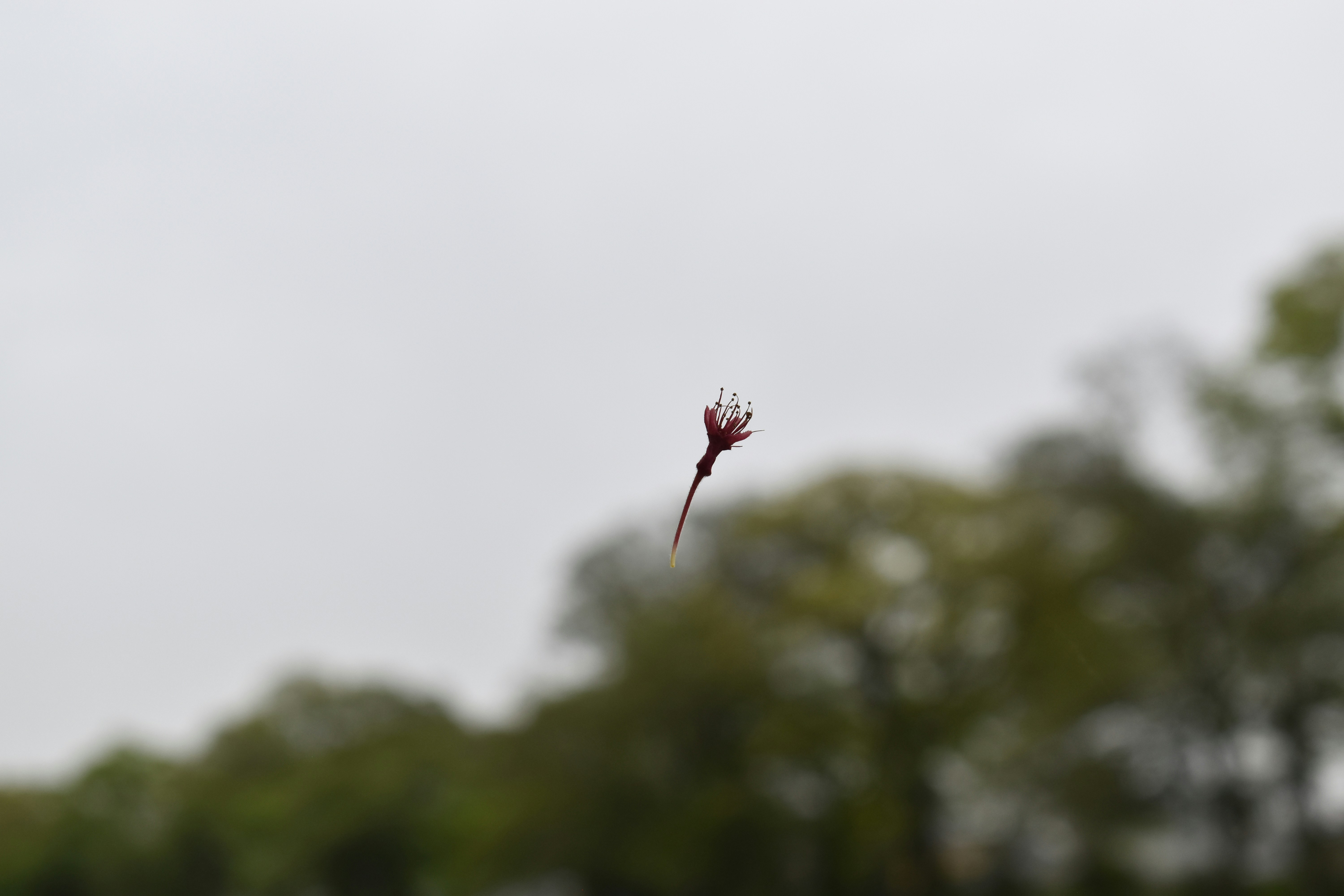 Crimson Seed Pod Adrift Over a Quiet Forest Backdrop