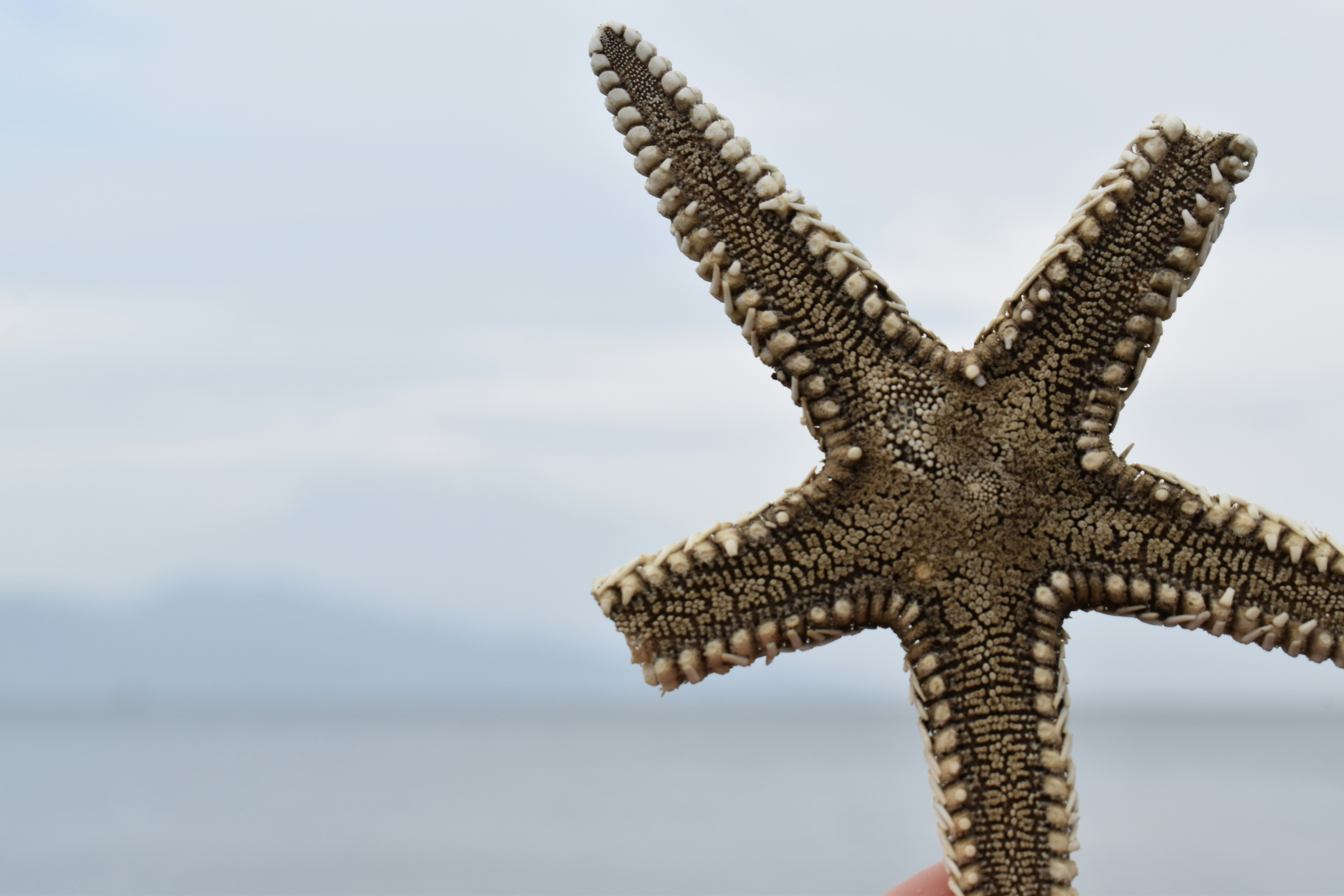 alors on attend pas Patrick? | a person holding a starfish in front of a body of water