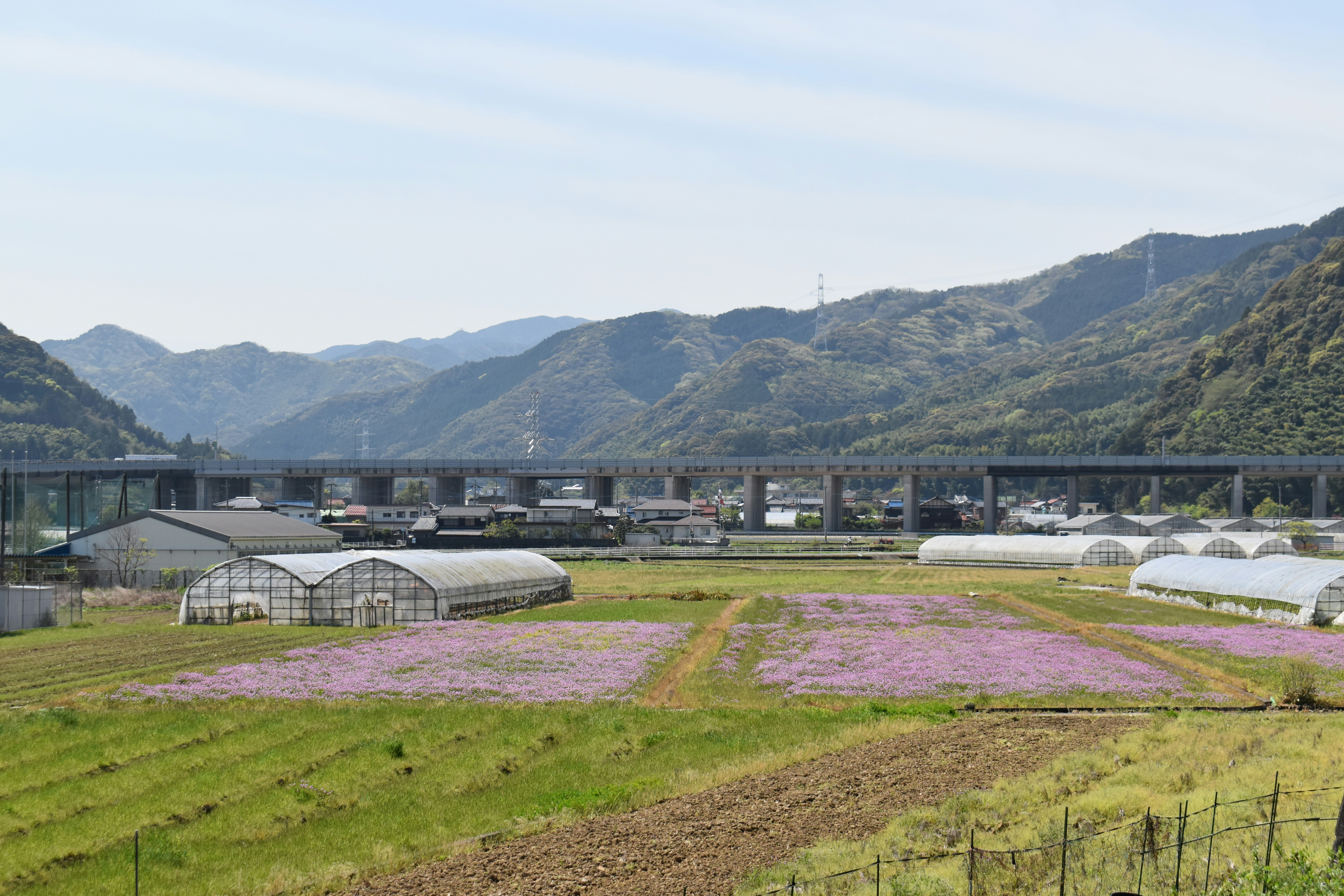 Field of purple flowers bordered by greenhouses and a distant bridge with mountains in the background.