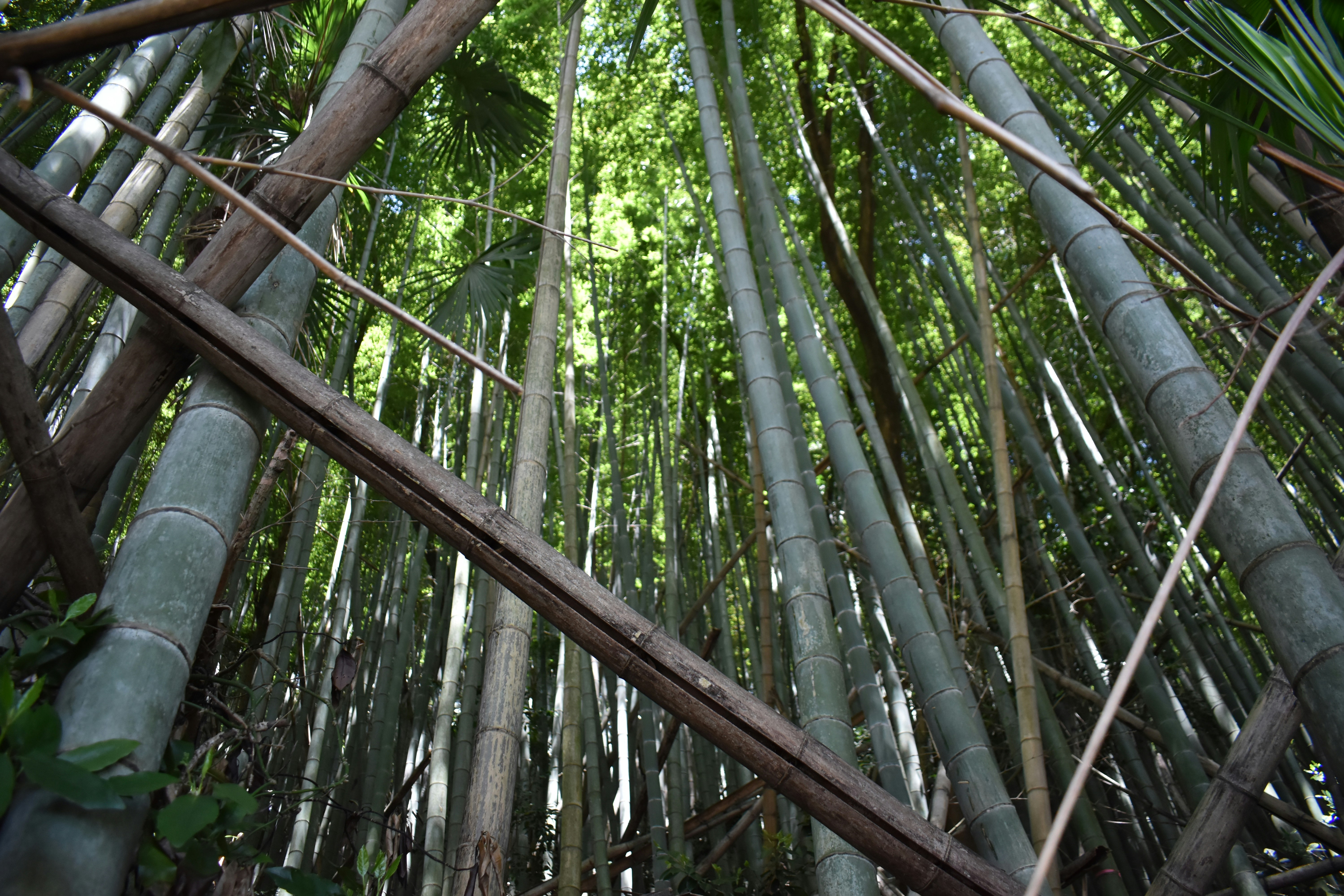 Green Cathedral of Bamboo: Light Threads Between Silent Stems