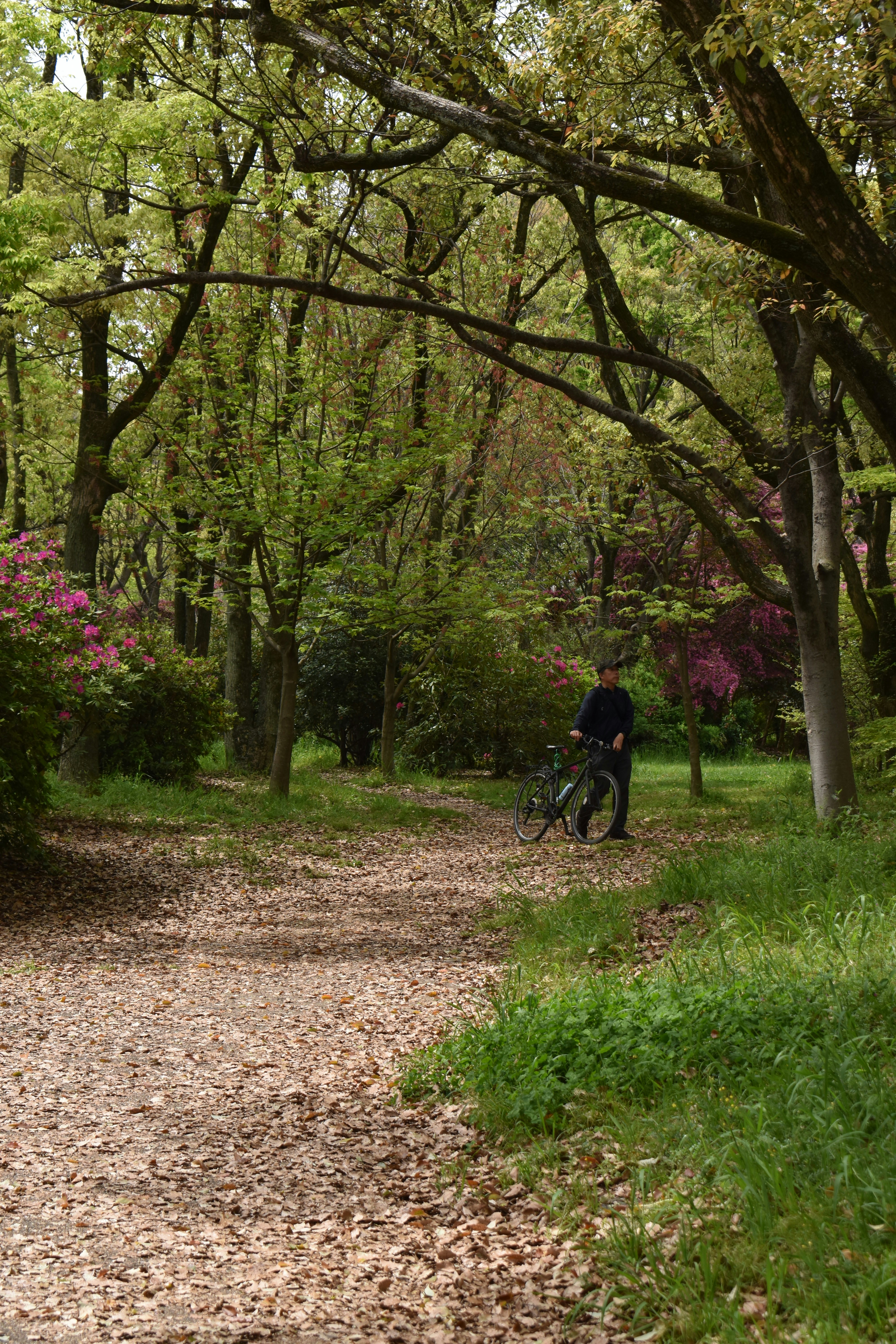 Canopy Corridor: A lone cyclist pauses along a leaf-strewn park path.