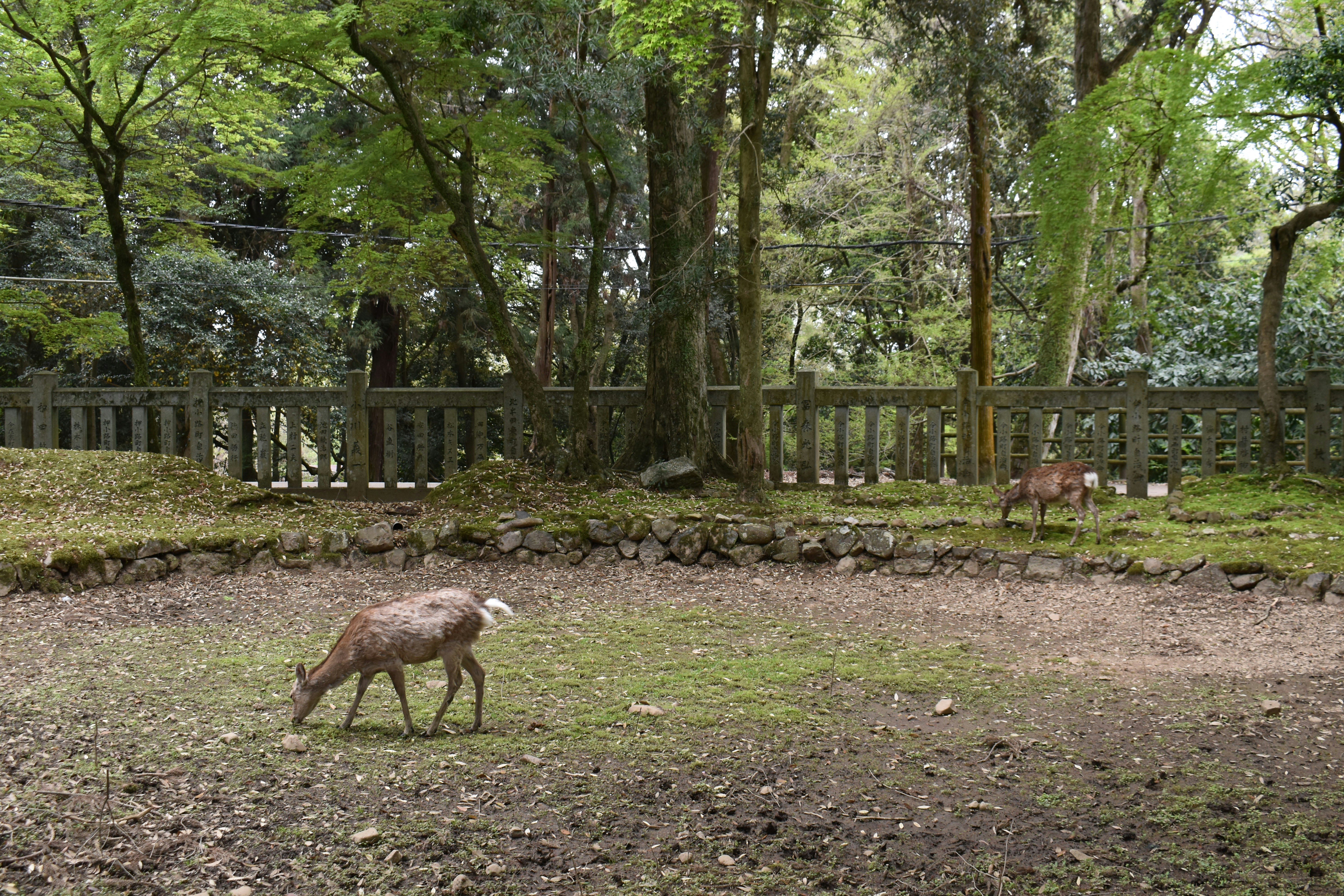 Foraging in a Mossy Paddock Beneath a Green Canopy