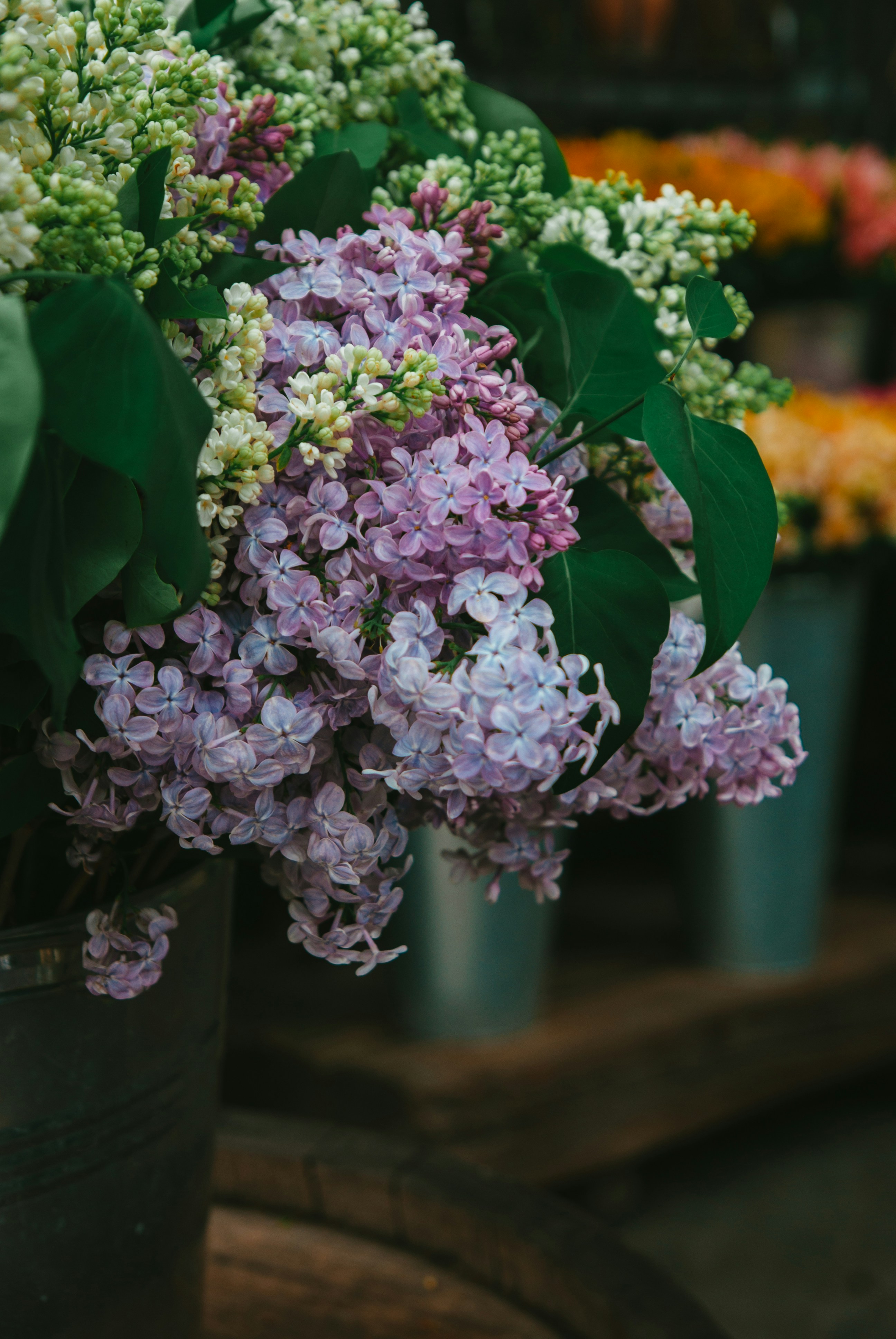 Lilac Cascade in a Quiet Floral Shop