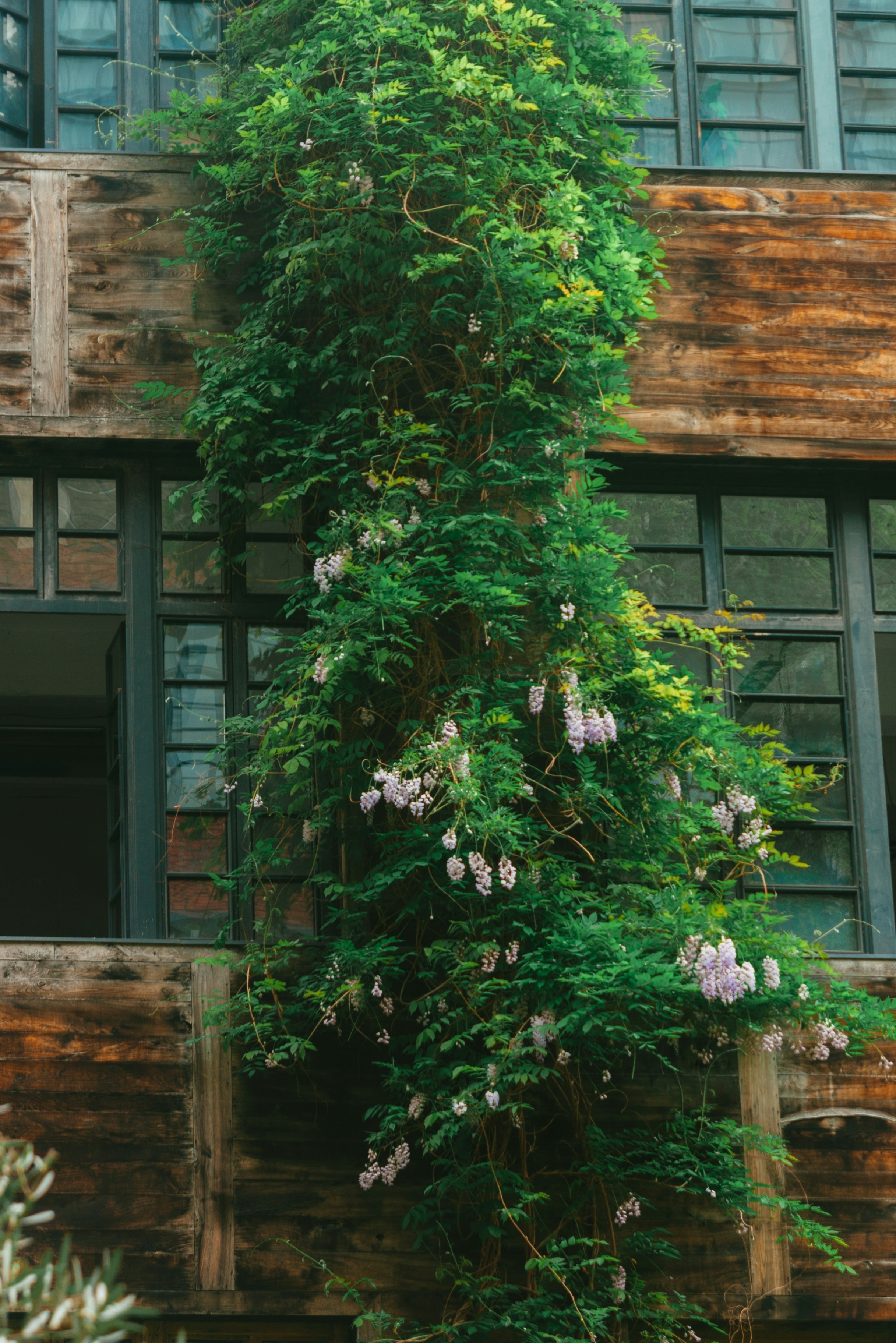 A tall green tree next to a building photo – Free Plant Image on Unsplash