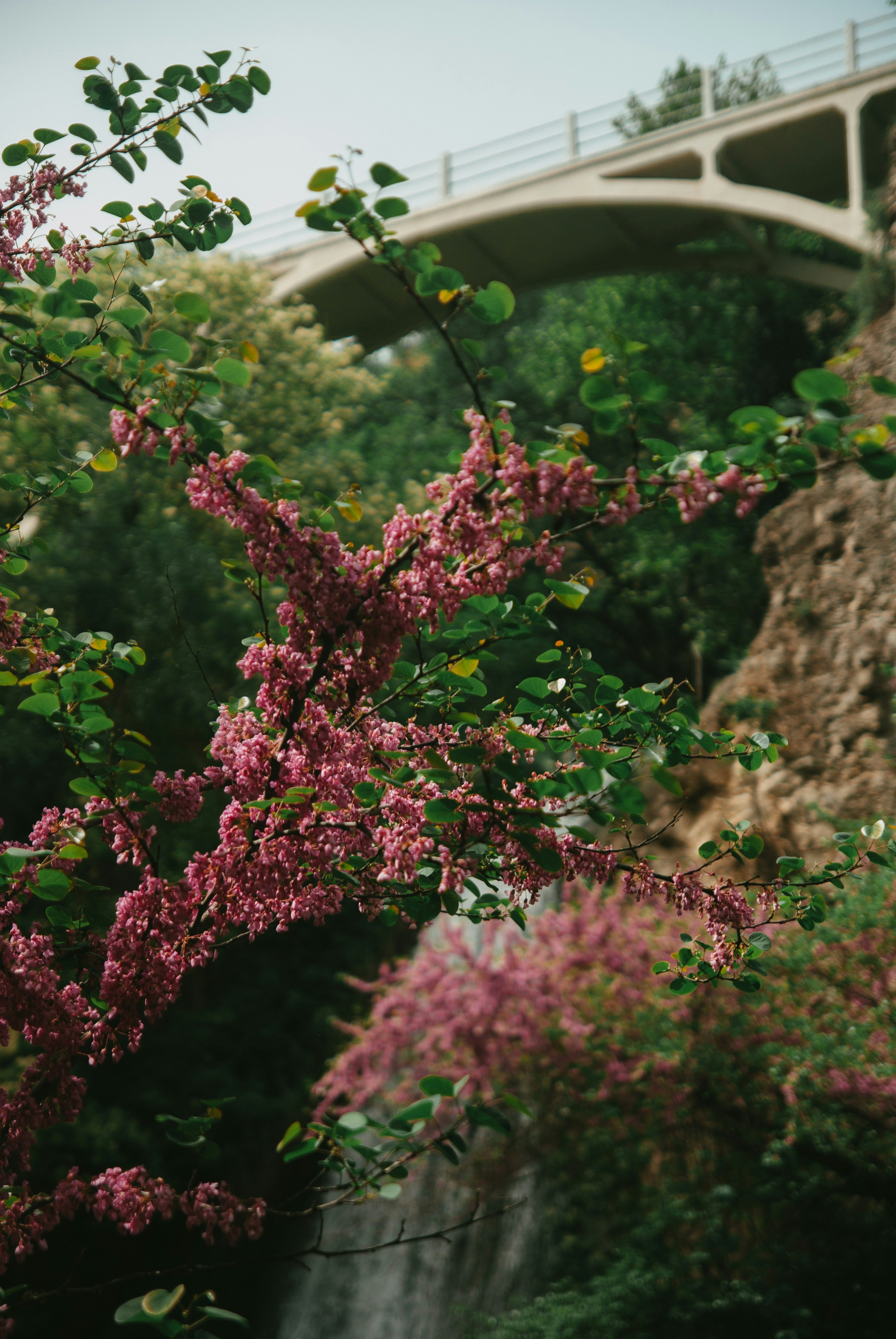 a bridge over a waterfall with a pink tree in the foreground