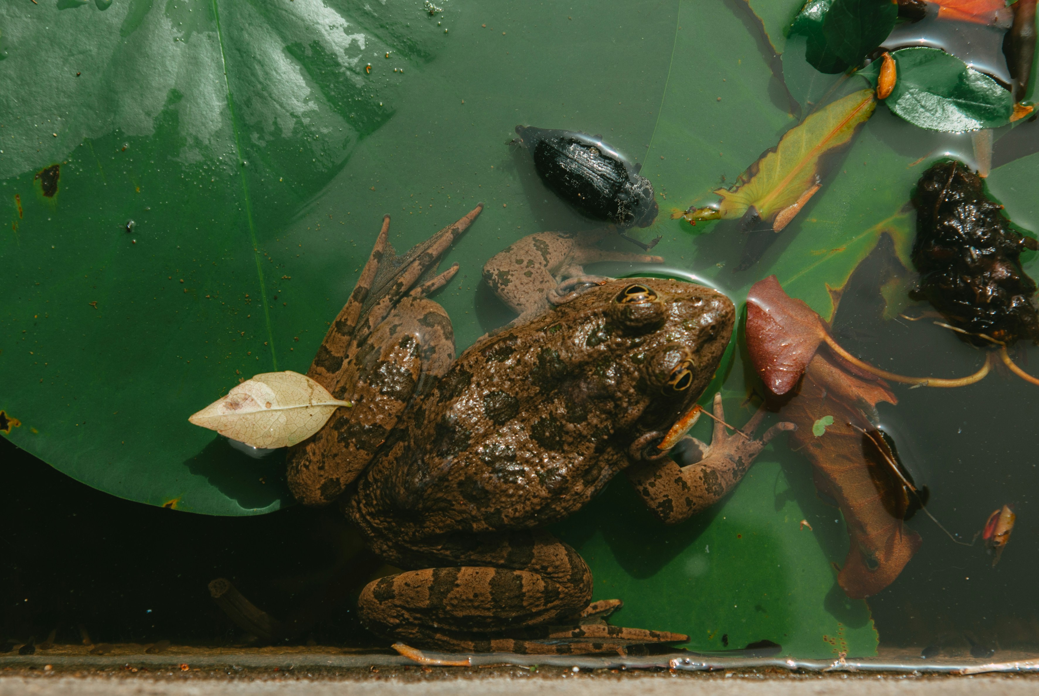 Brown Frog on a Glossy Lily Pad in a Murky Pond