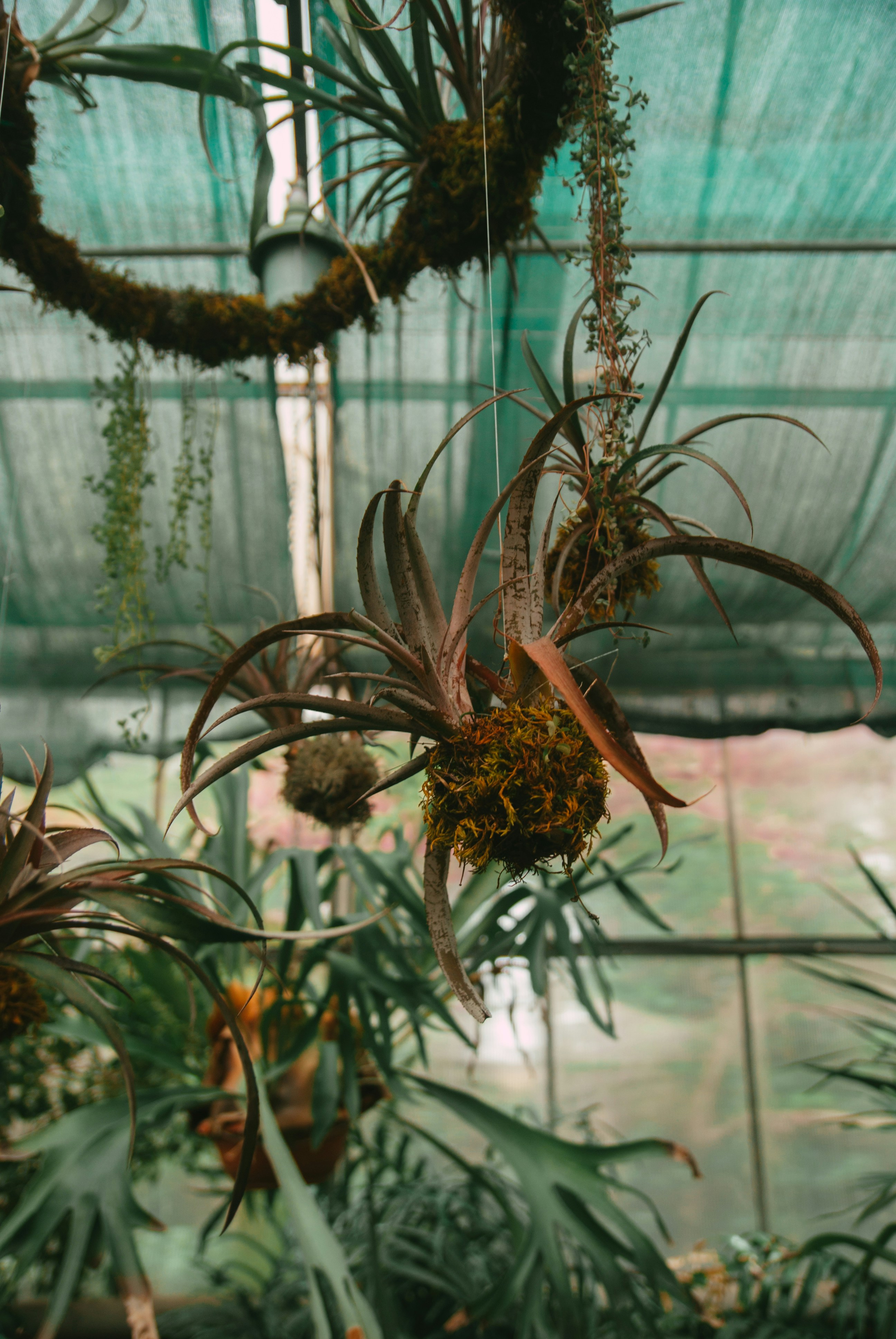 Hovering Tillandsia Crown Beneath a Mossy Greenhouse Canopy