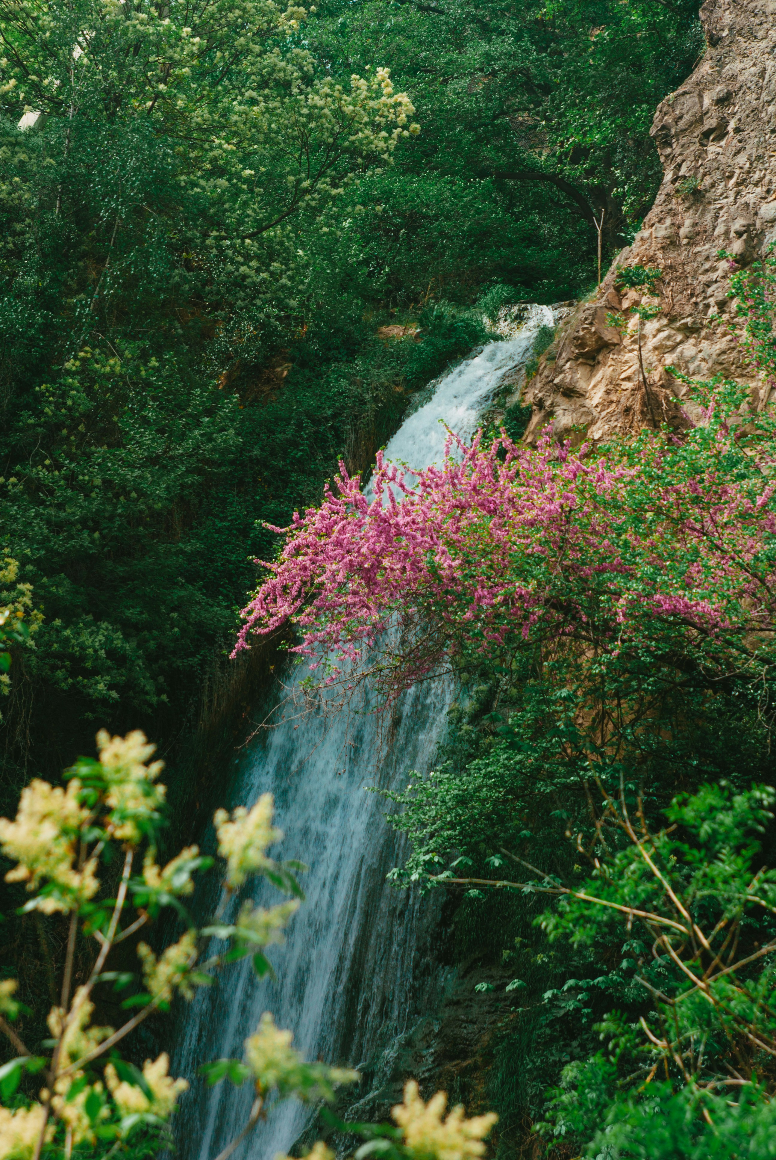 Cascade Through Pink Veils in a Green Gorge