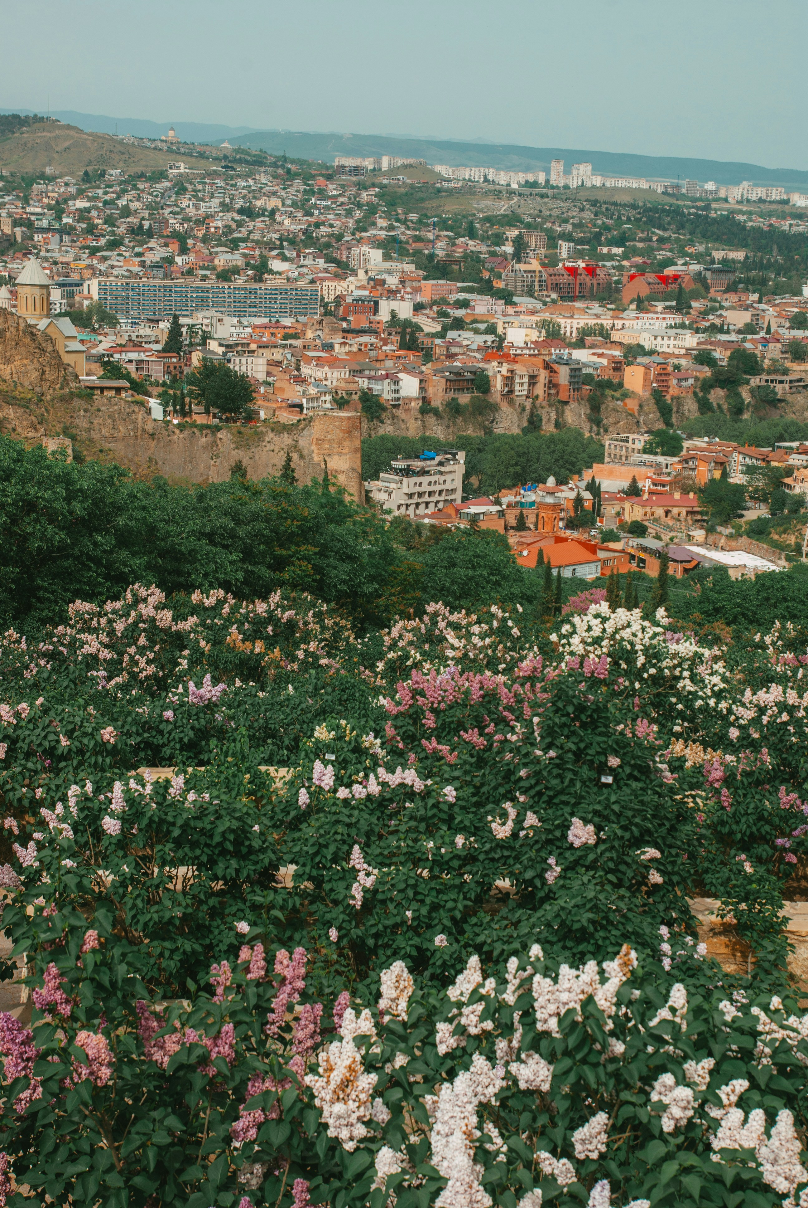Lilac-Framed Hillside Cityscape: Floral Foreground, Red-Tiled Rooftops