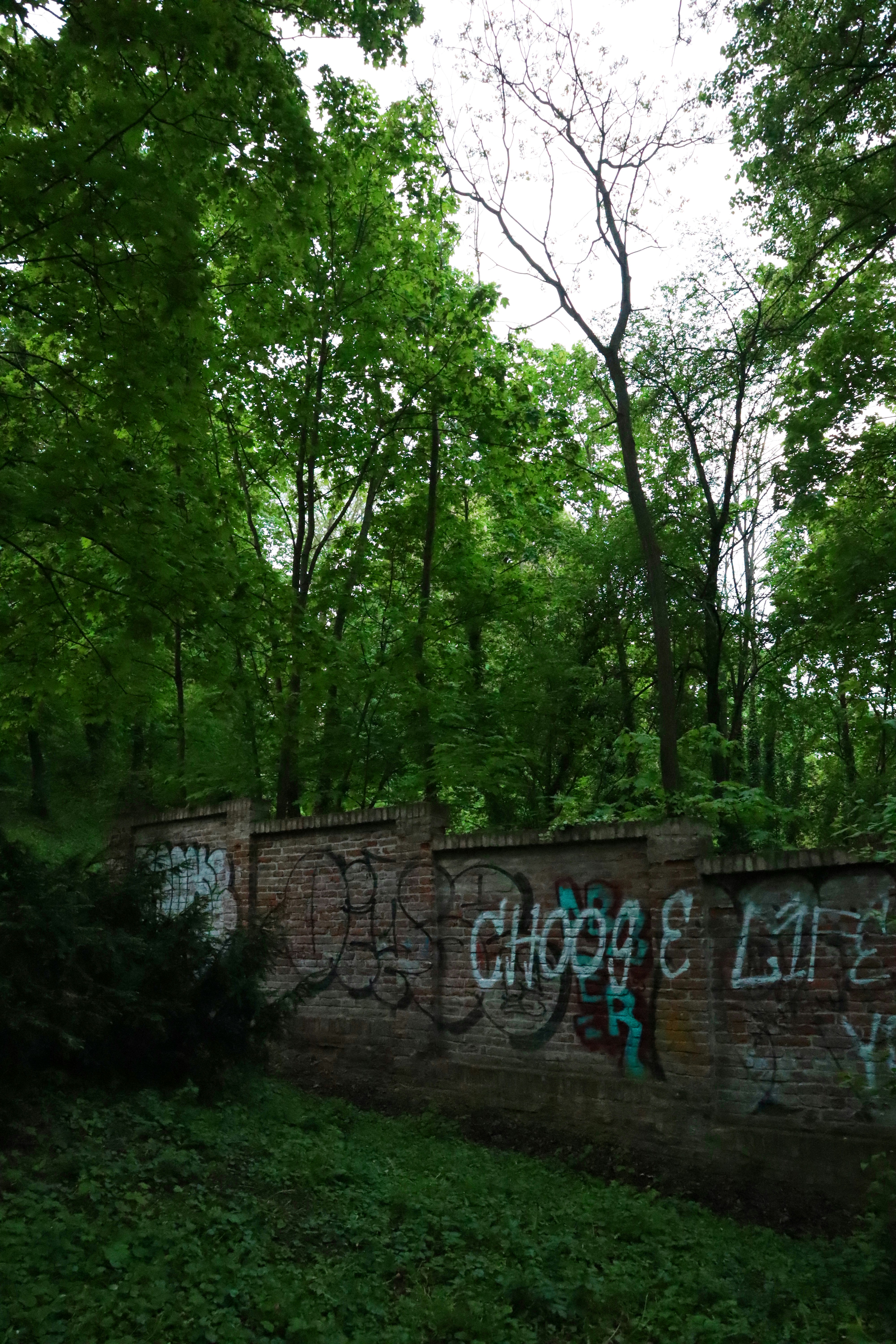 Graffiti Wall Beneath a Canopy of Green