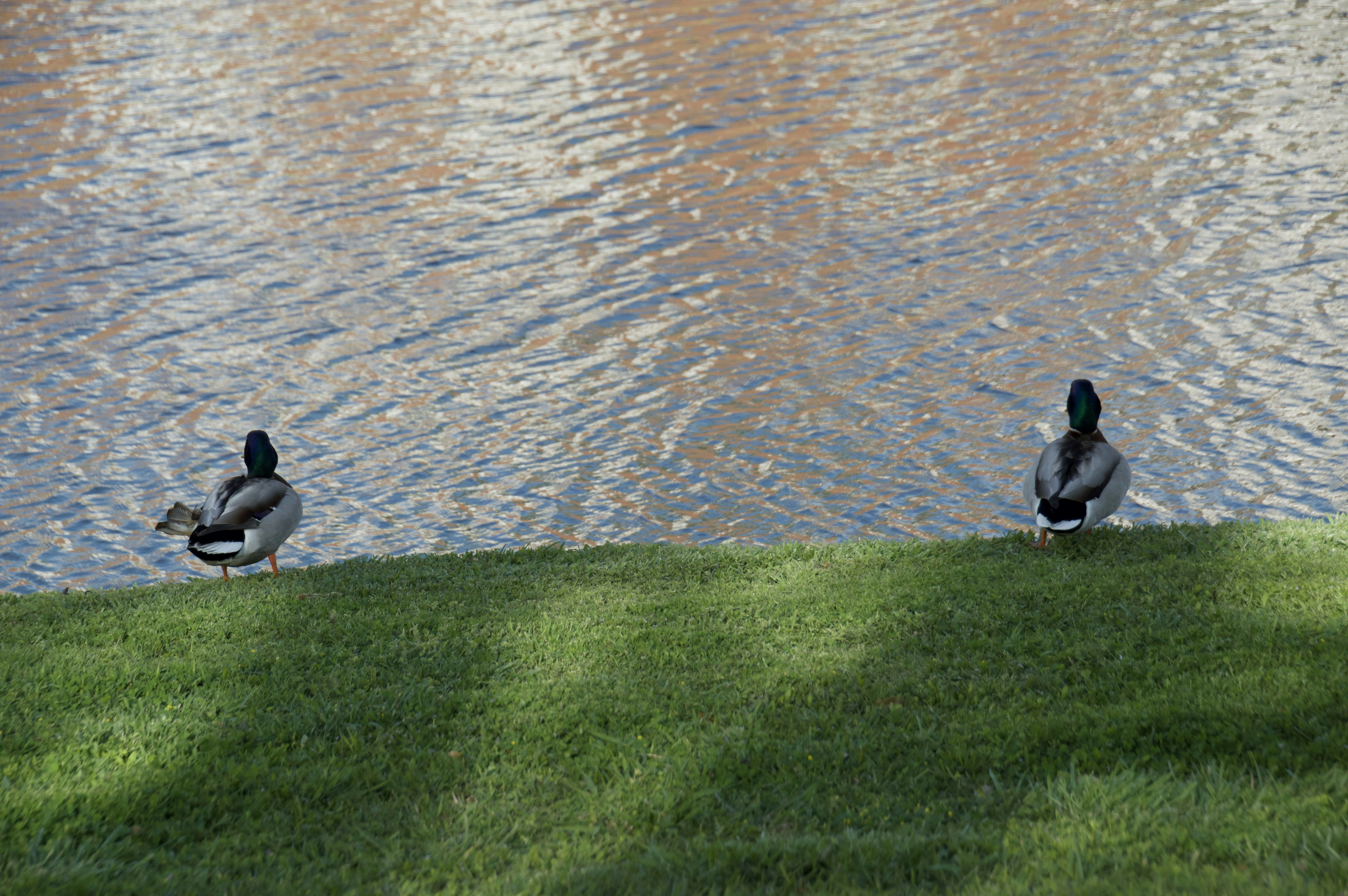 Two Mallards at the Sunlit Riverside Verge