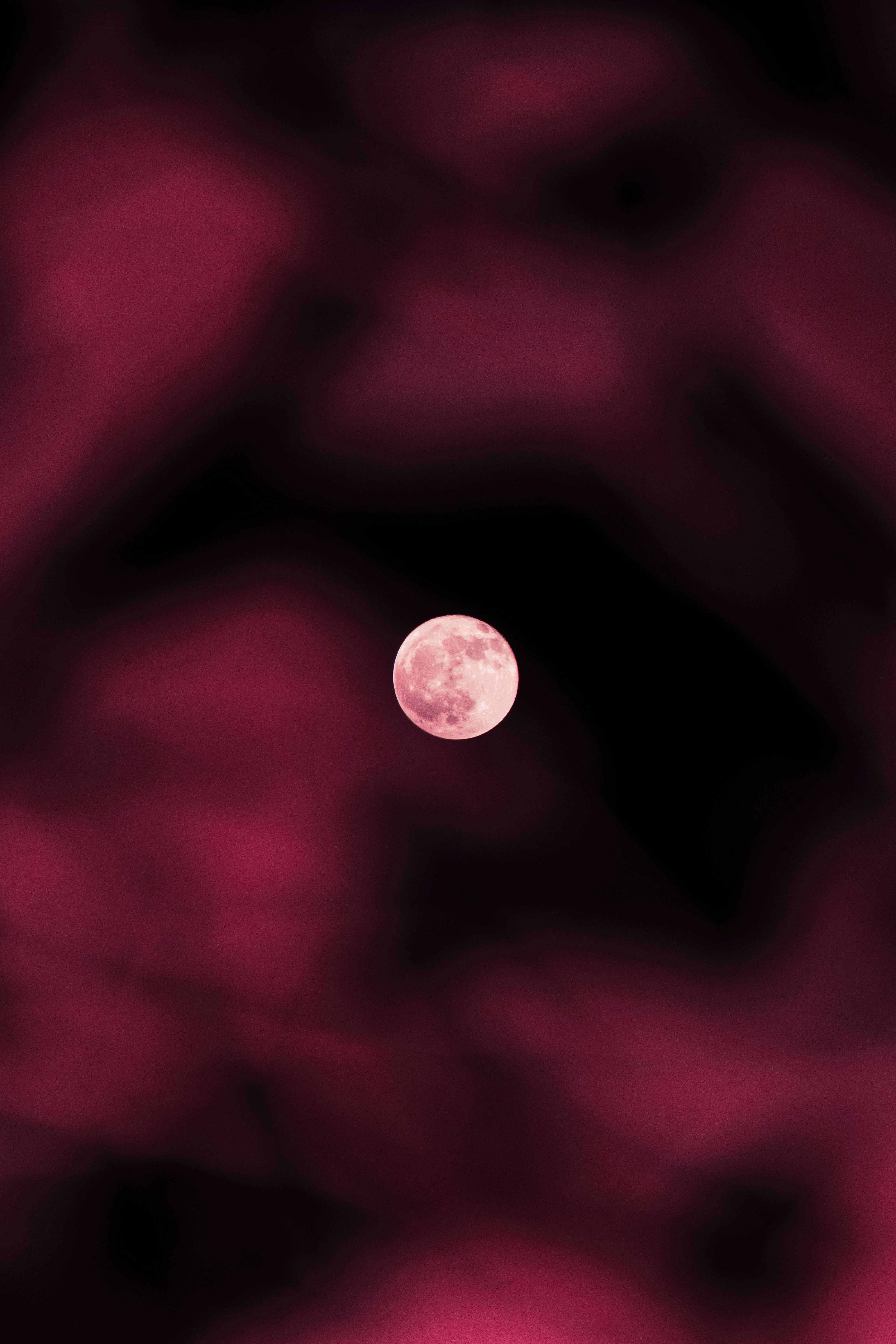 1500+ Pink Moon Pictures | Download Free Images on Unsplash