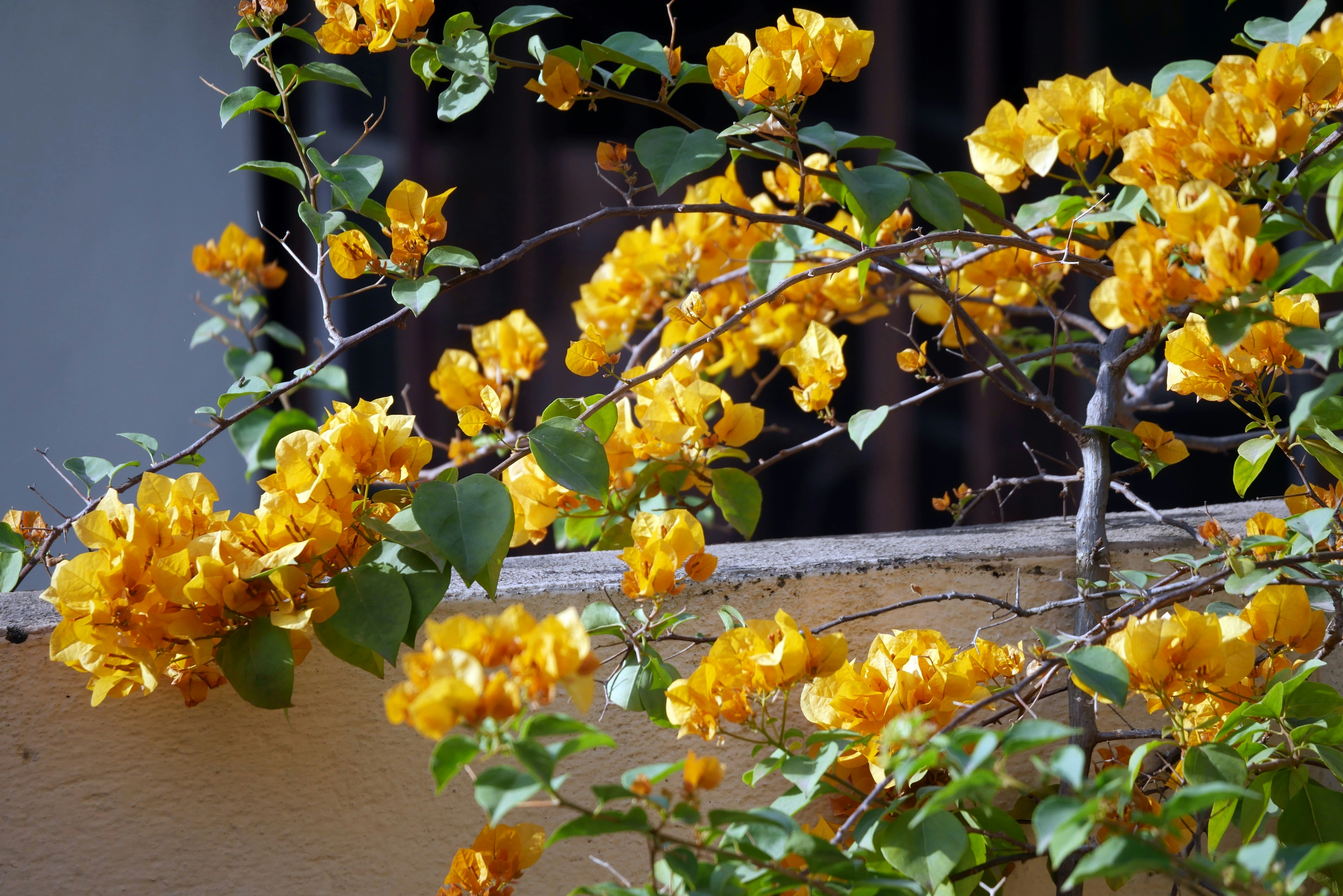 Sunlit Cascade of Yellow Bougainvillea on a Quiet Wall