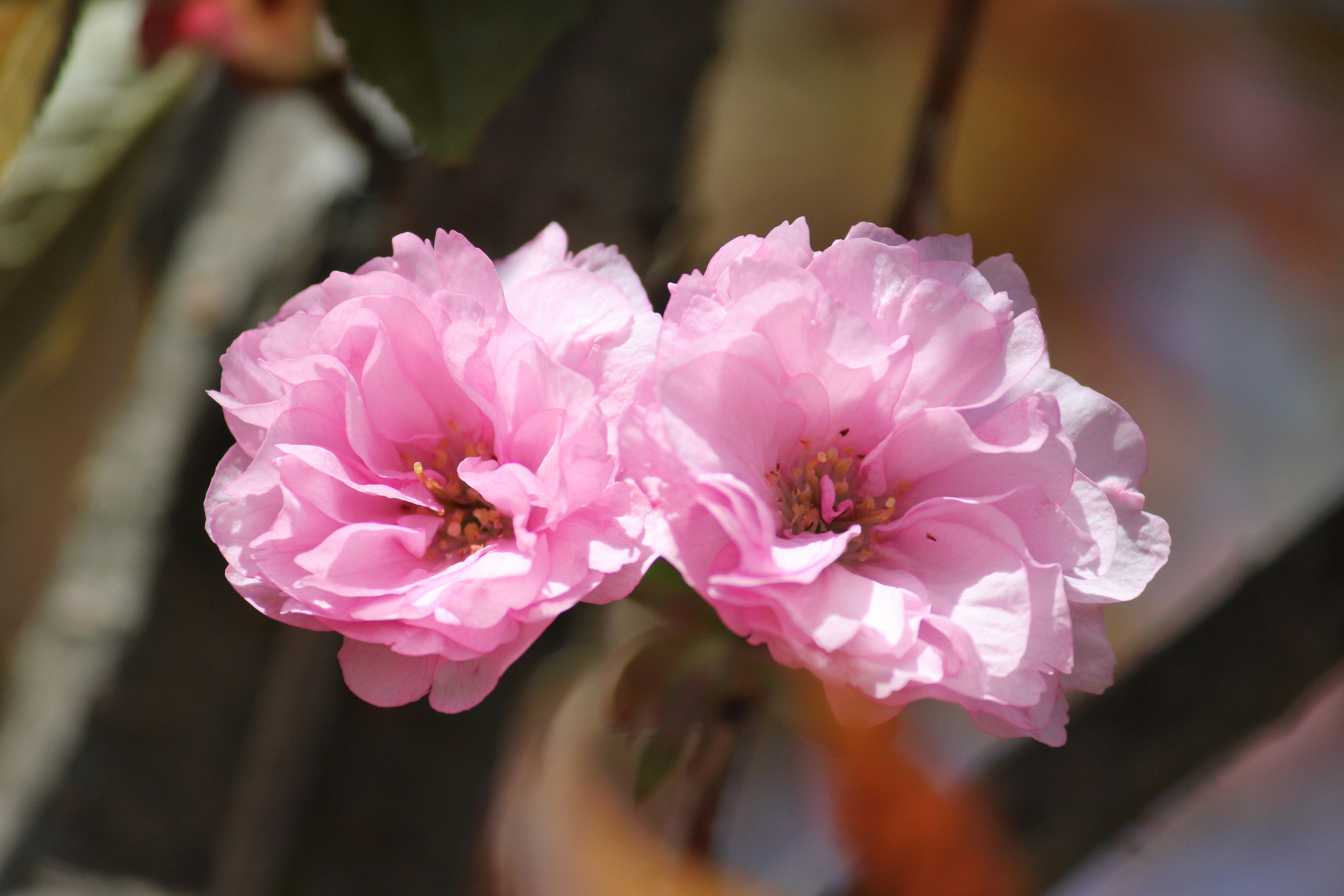 Twin Pink Roses in Velvet Bokeh