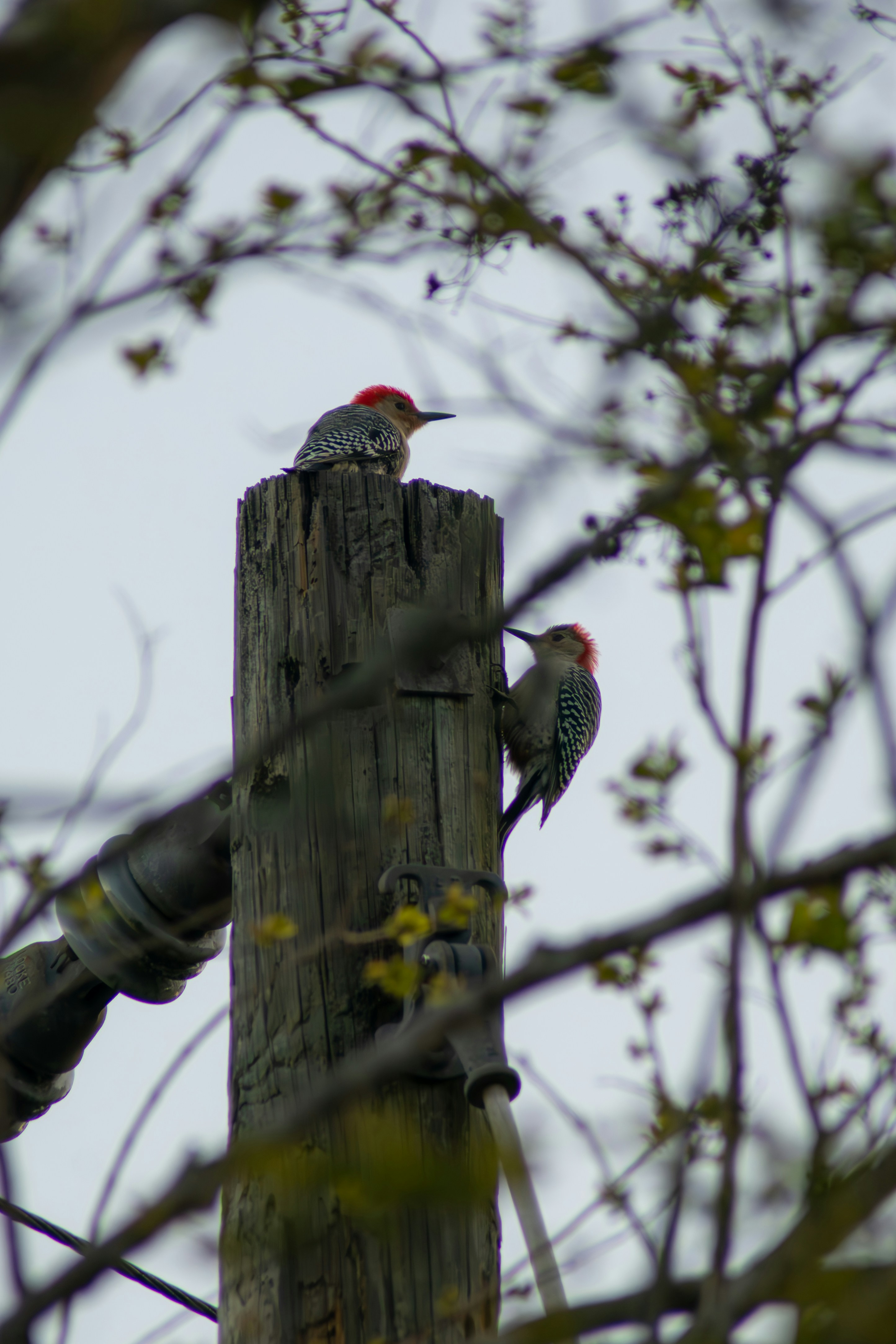 Two Red-Headed Flickers Perch on a Weathered Power Pole