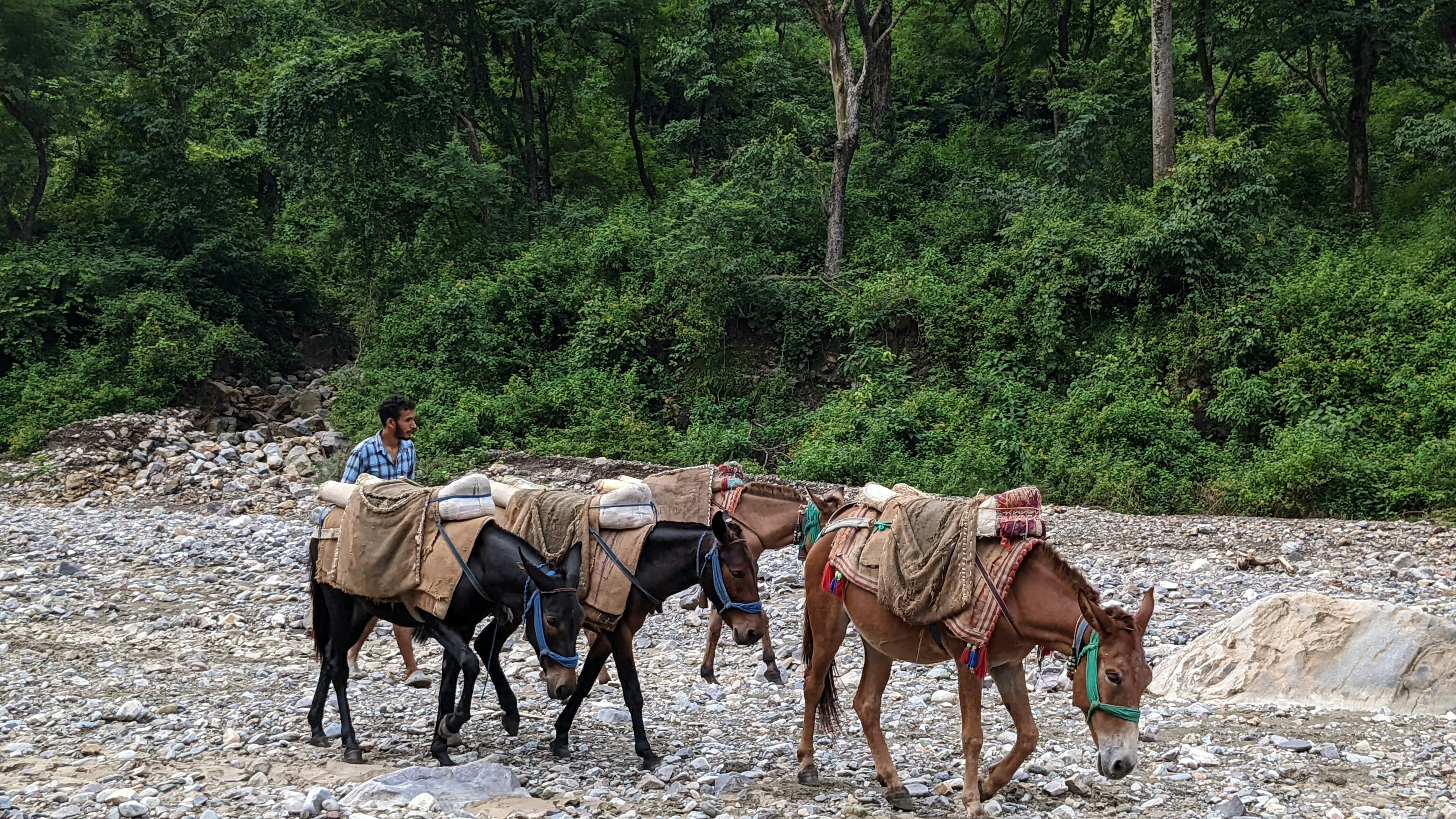 Pack Mules and a Lone Guide Thread a Pebble Riverbed Through a Forested Gorge