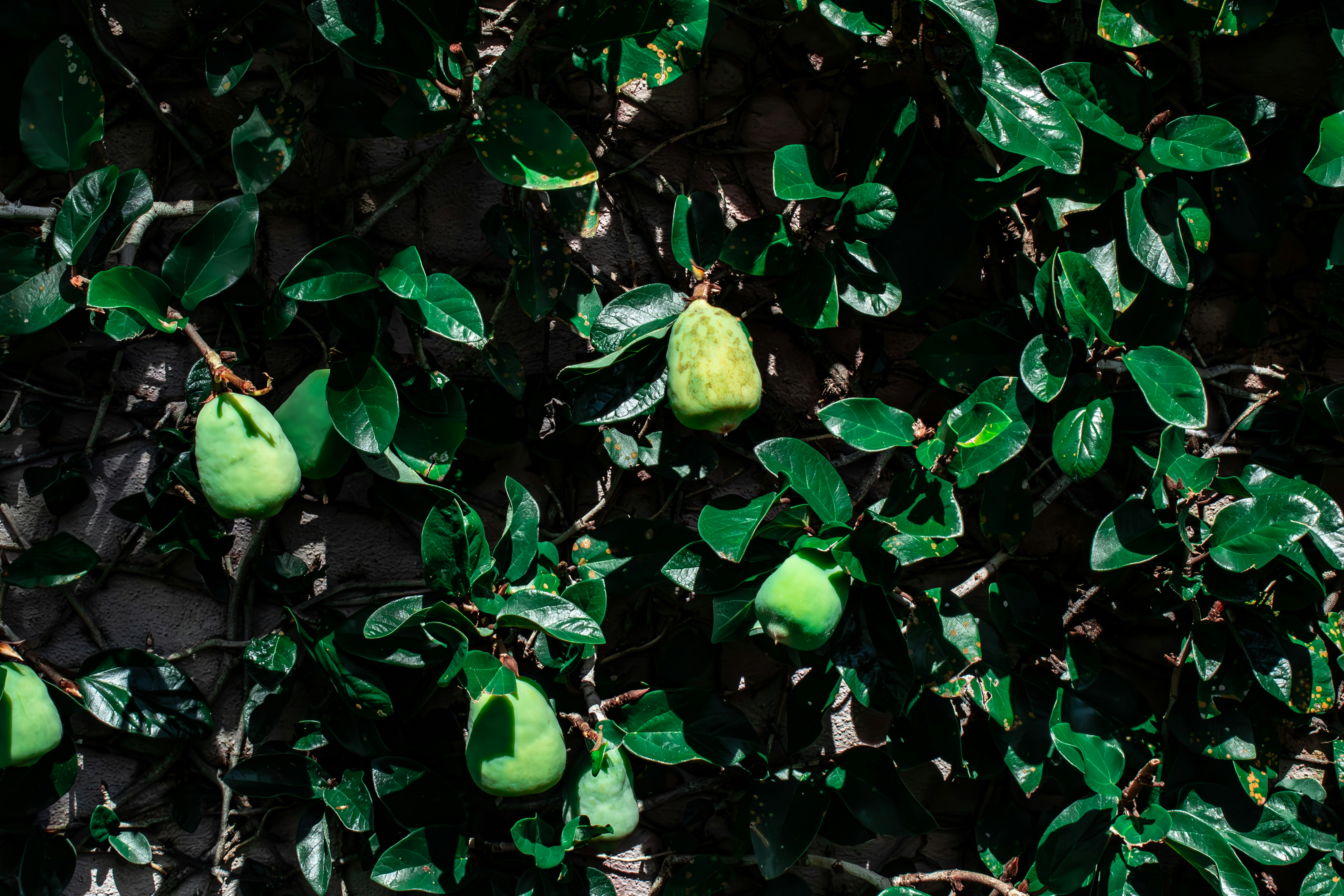 Emerald Pears Nestled in a Shadowed Vine Canopy