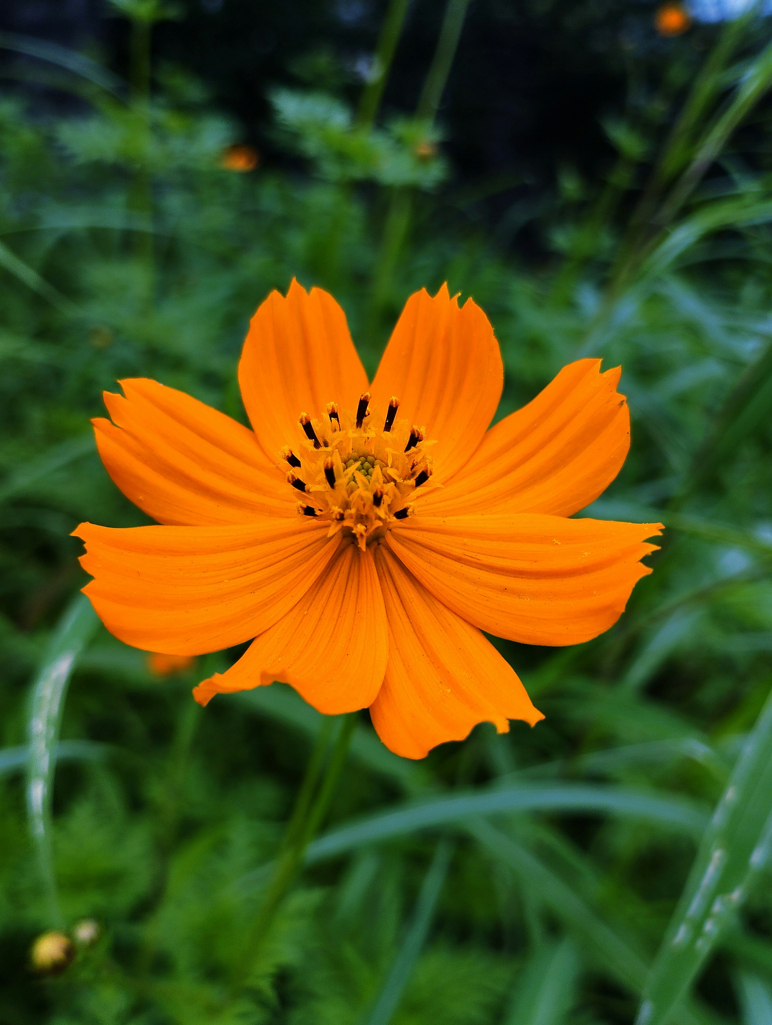 Photo by Scenary . with Xiaomi Redmi Note 11