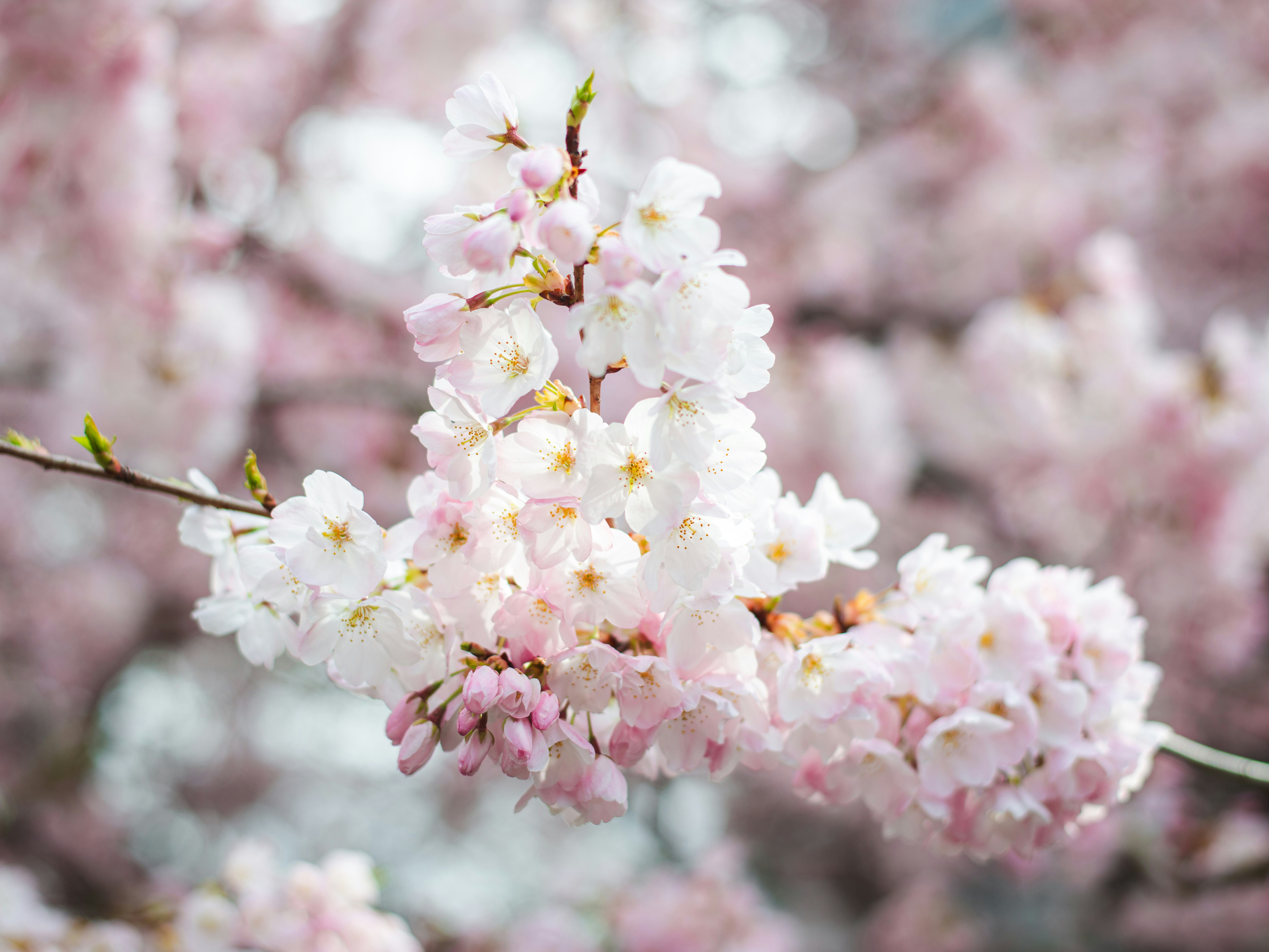 Delicate cherry blossoms bloom on a branch, showcasing a soft palette of pink and white hues. The background blurs gently, emphasizing the floral beauty.